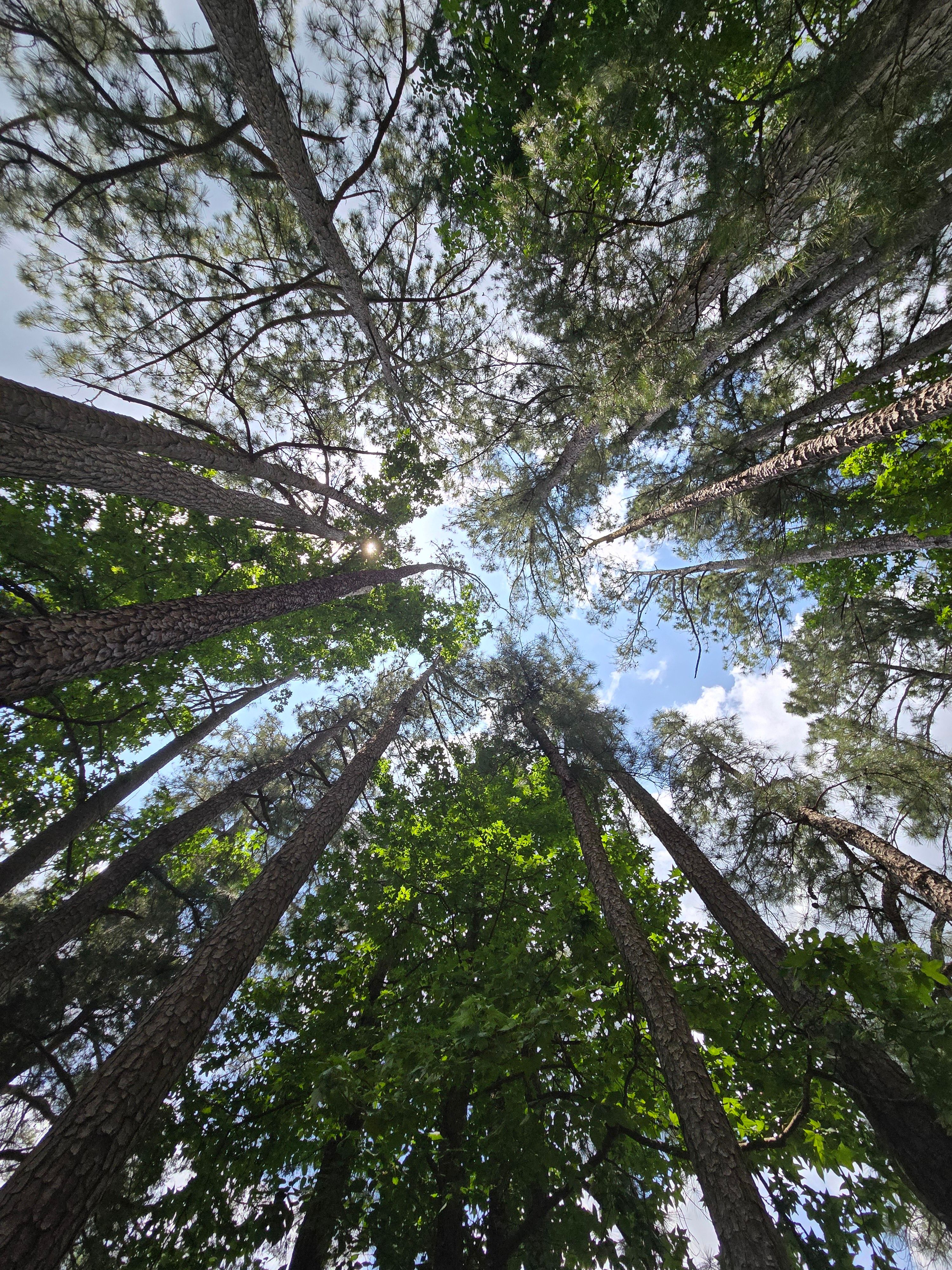 Lush Forest Canopy with Pine Trees · Free Stock Photo