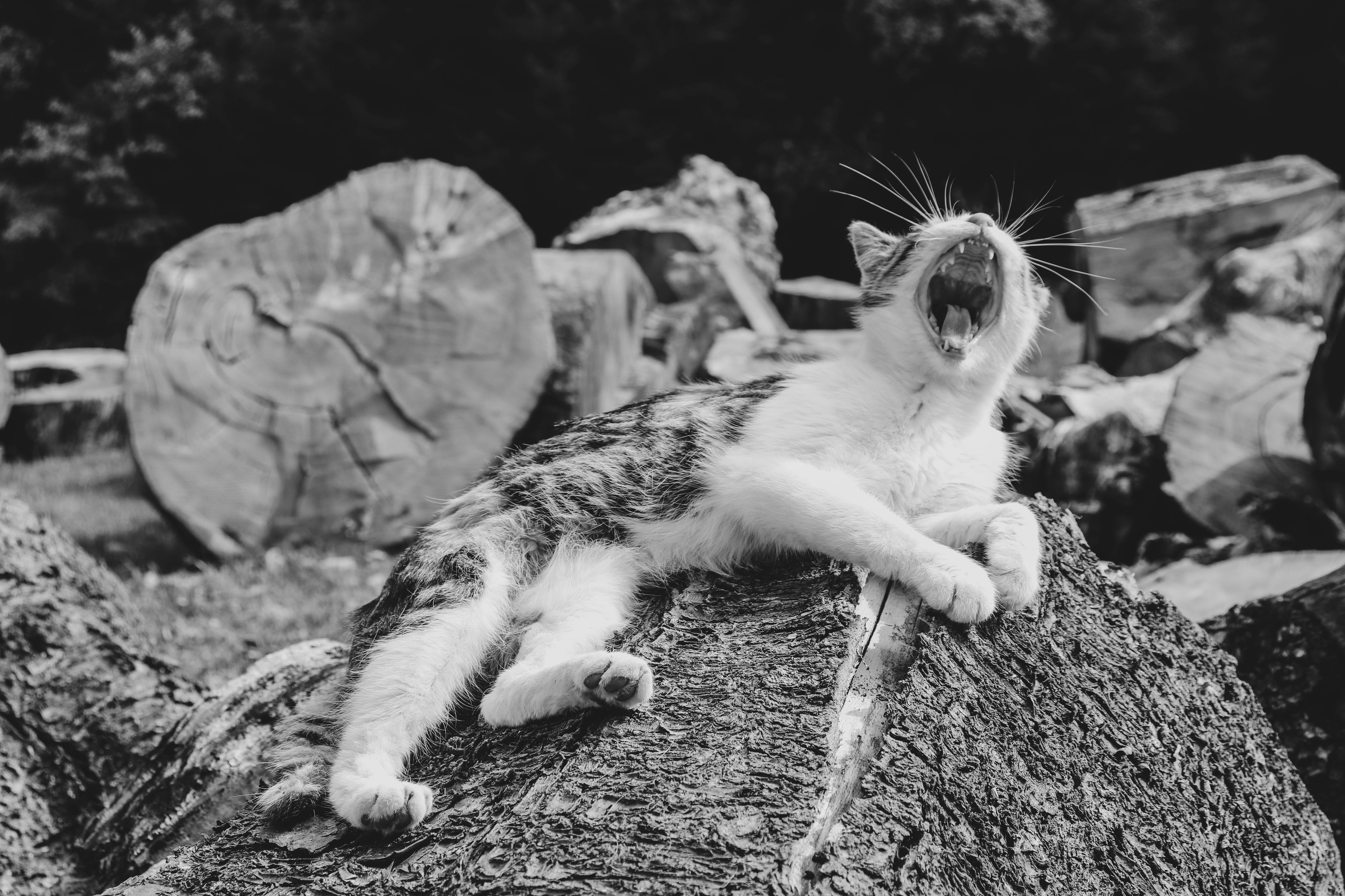 Sleepy Day Photos, Download The BEST Free Sleepy Day Stock Photos & HD ...