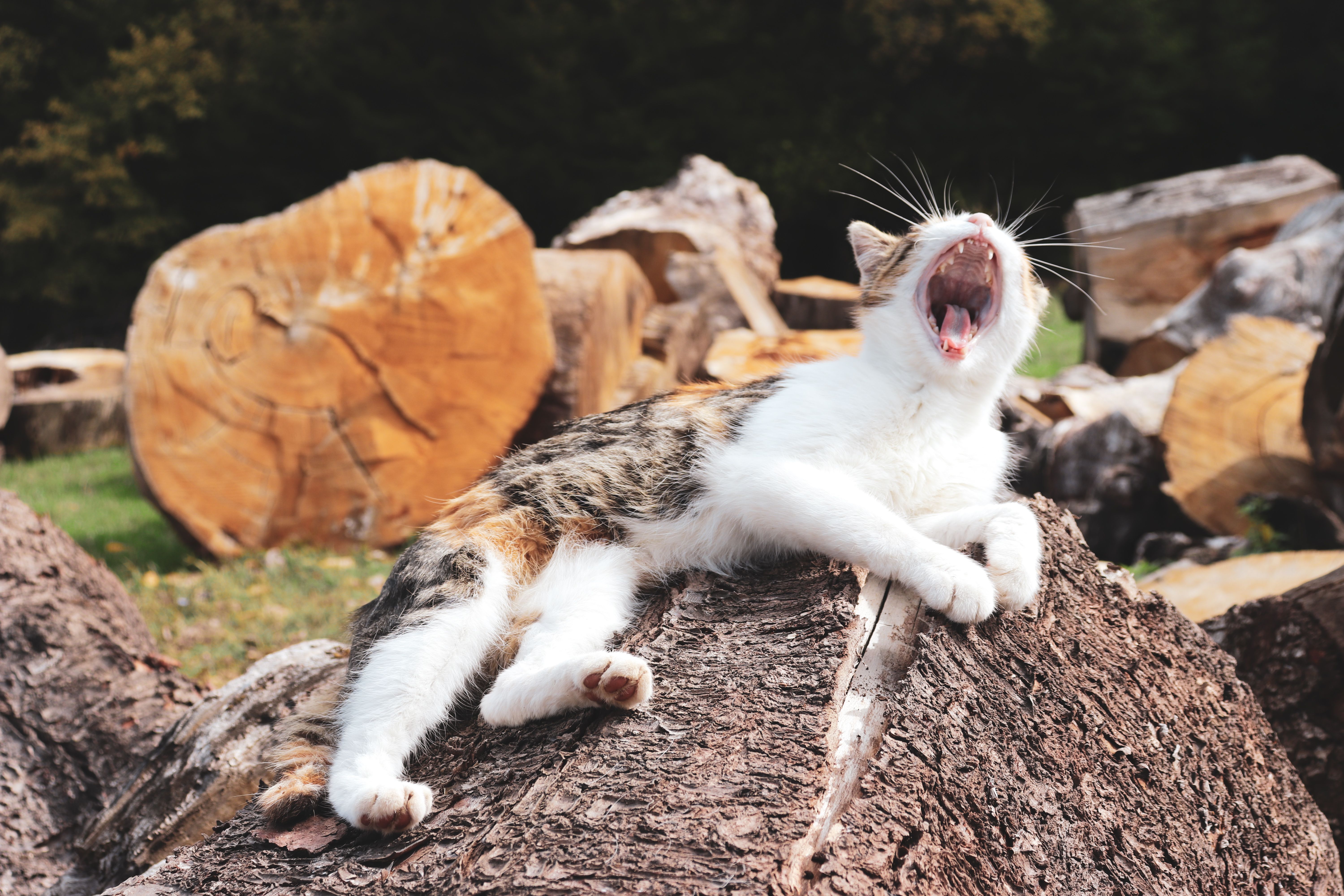 Calico Cat Yawning on Tree Logs Outdoors · Free Stock Photo