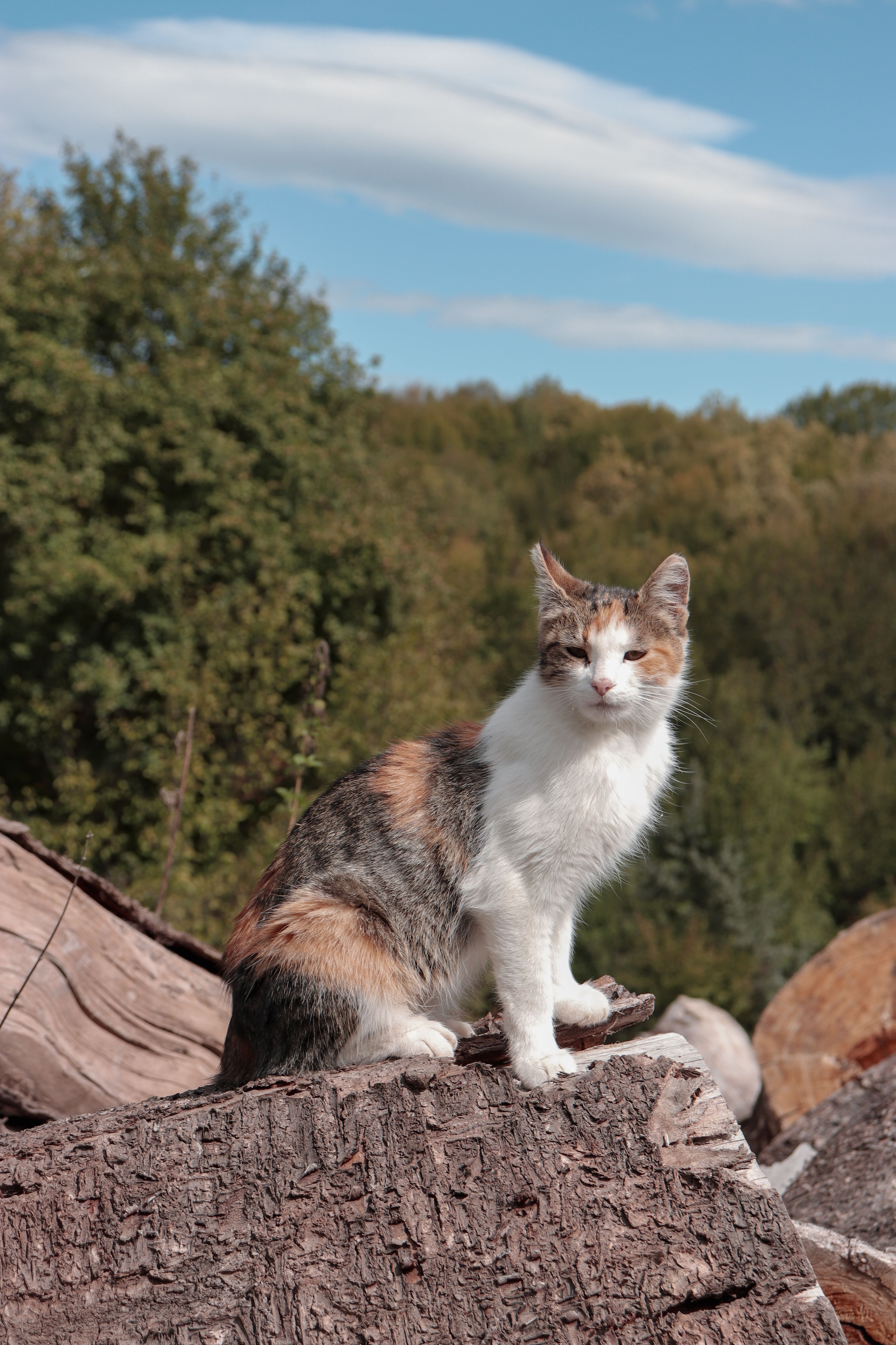 Cat No Background Photos, Download The BEST Free Cat No Background ...