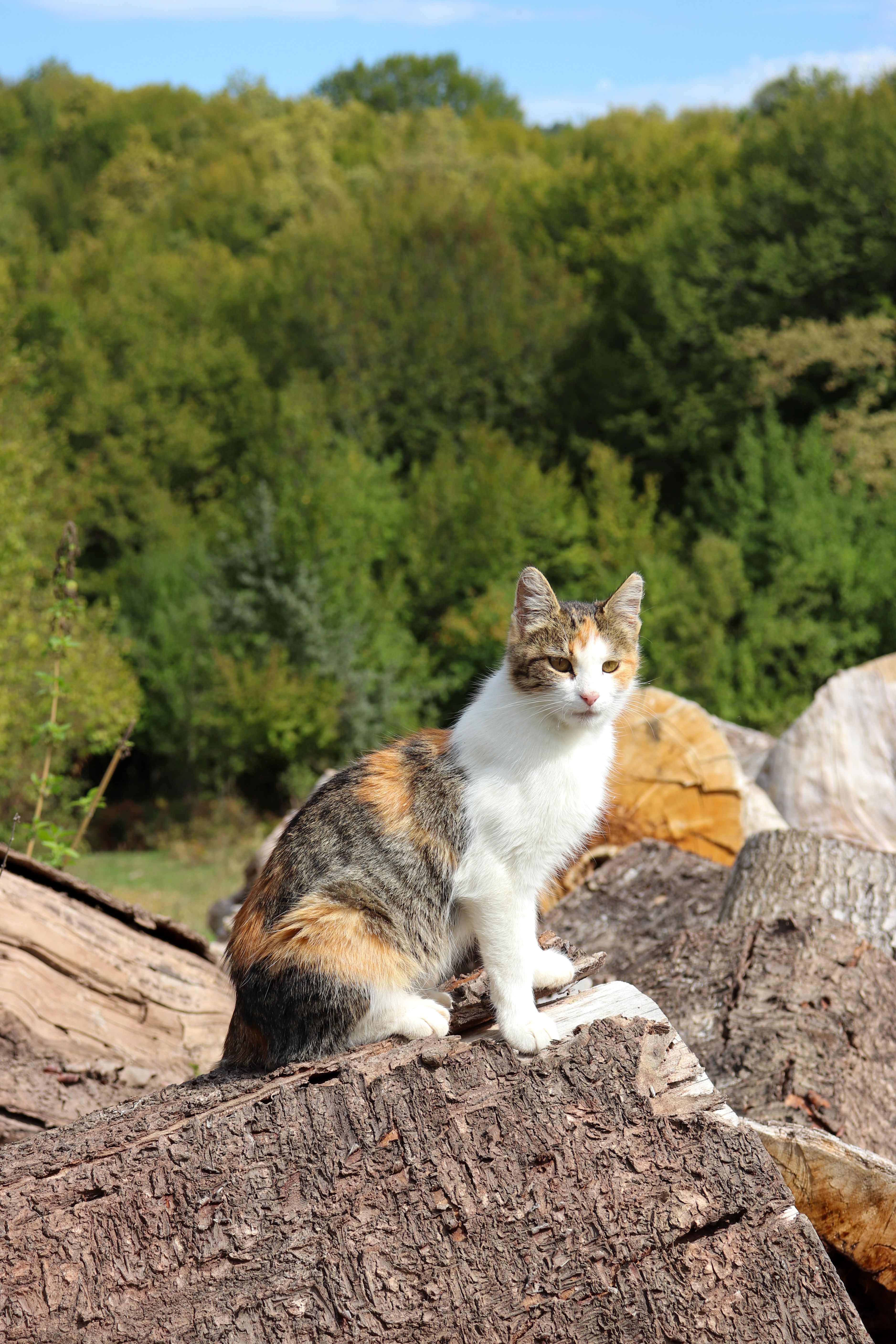 Calico Cat Basking on Logs in Forest Setting · Free Stock Photo