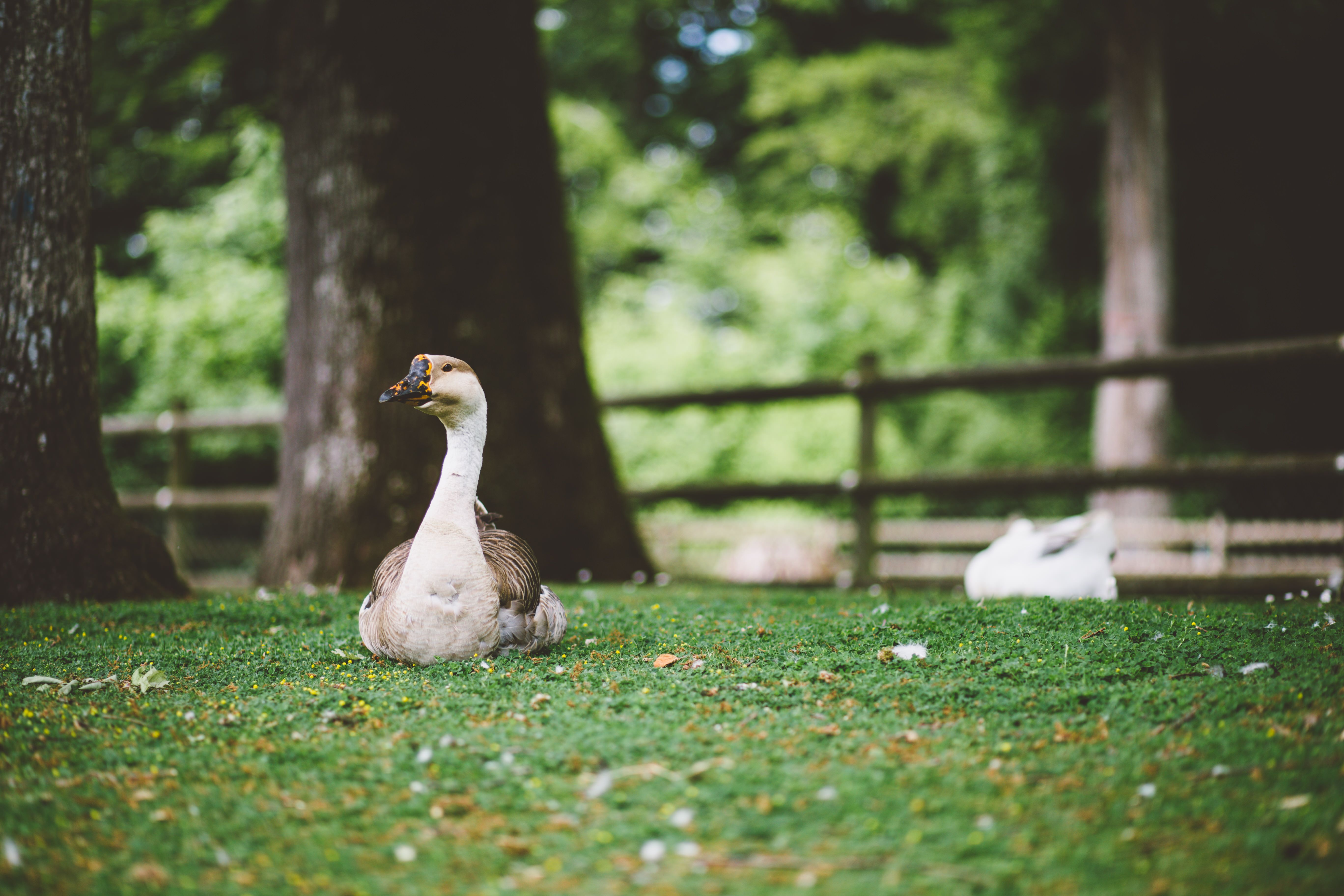 White and brown goose sitting on the grass · Free Stock Photo