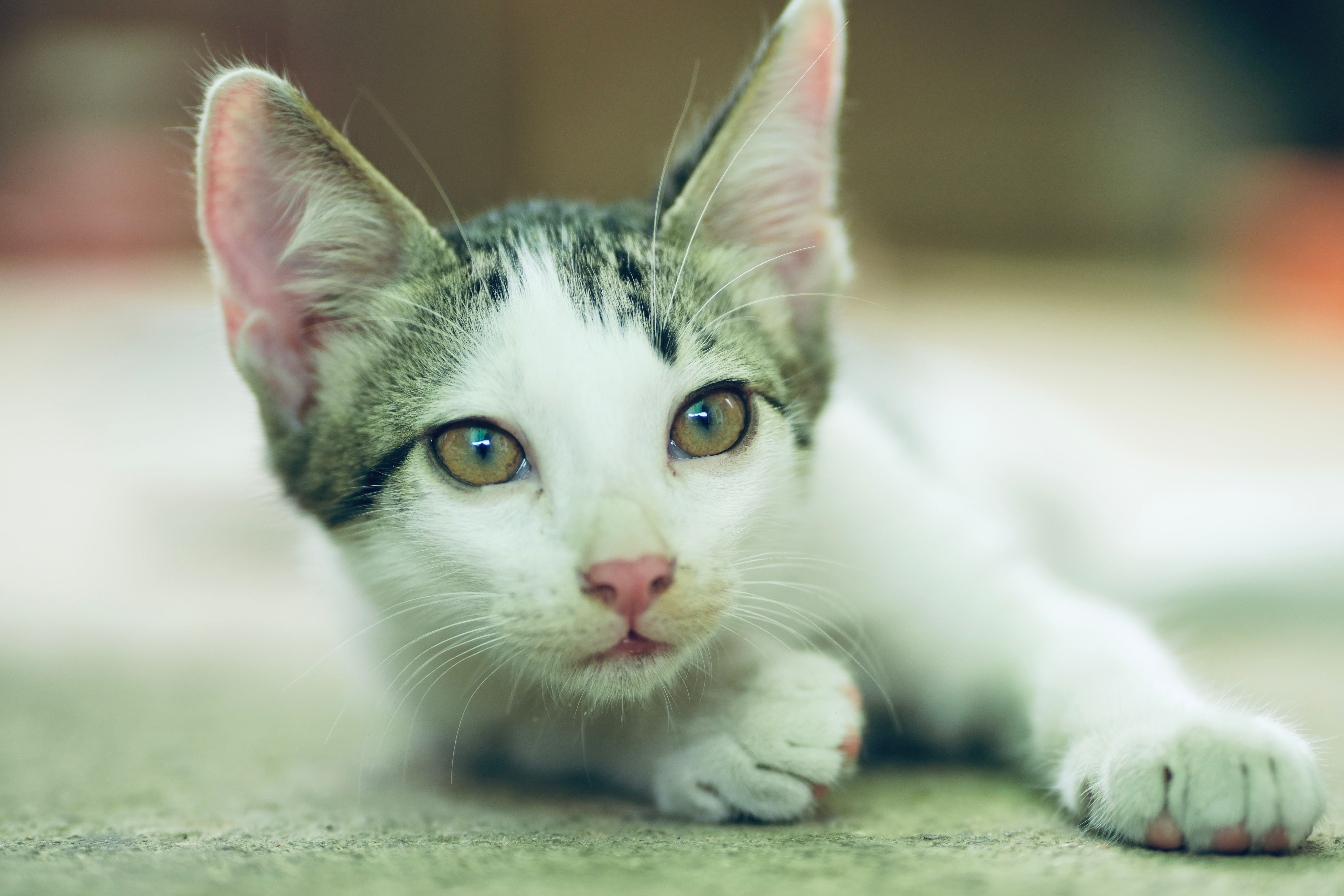 Real Cats Photos, Download The BEST Free Real Cats Stock Photos & HD Images