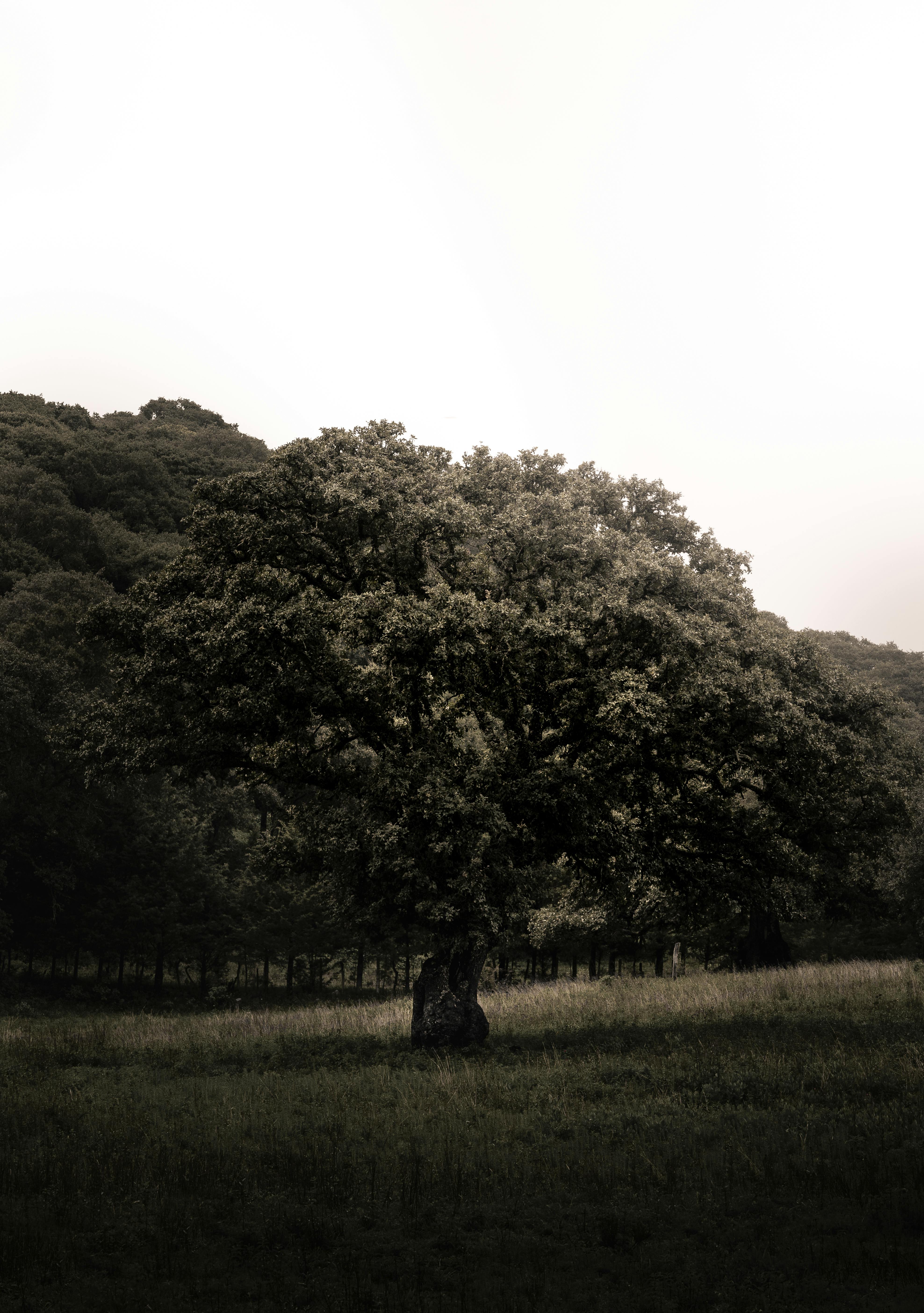 Majestic Oak Tree in San Luis Potosí, México · Free Stock Photo