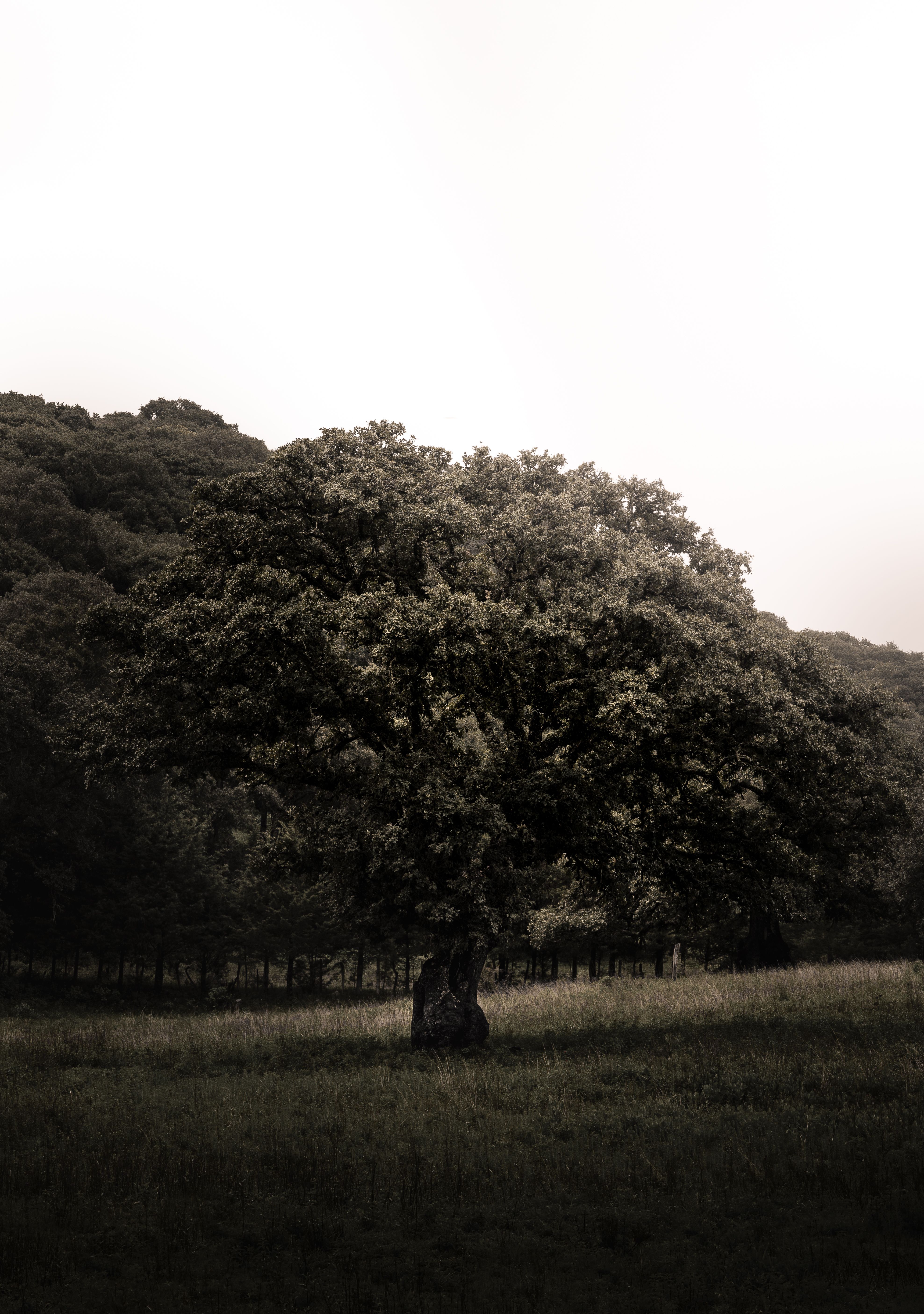 Majestic Oak Tree in San Luis Potosí, México · Free Stock Photo