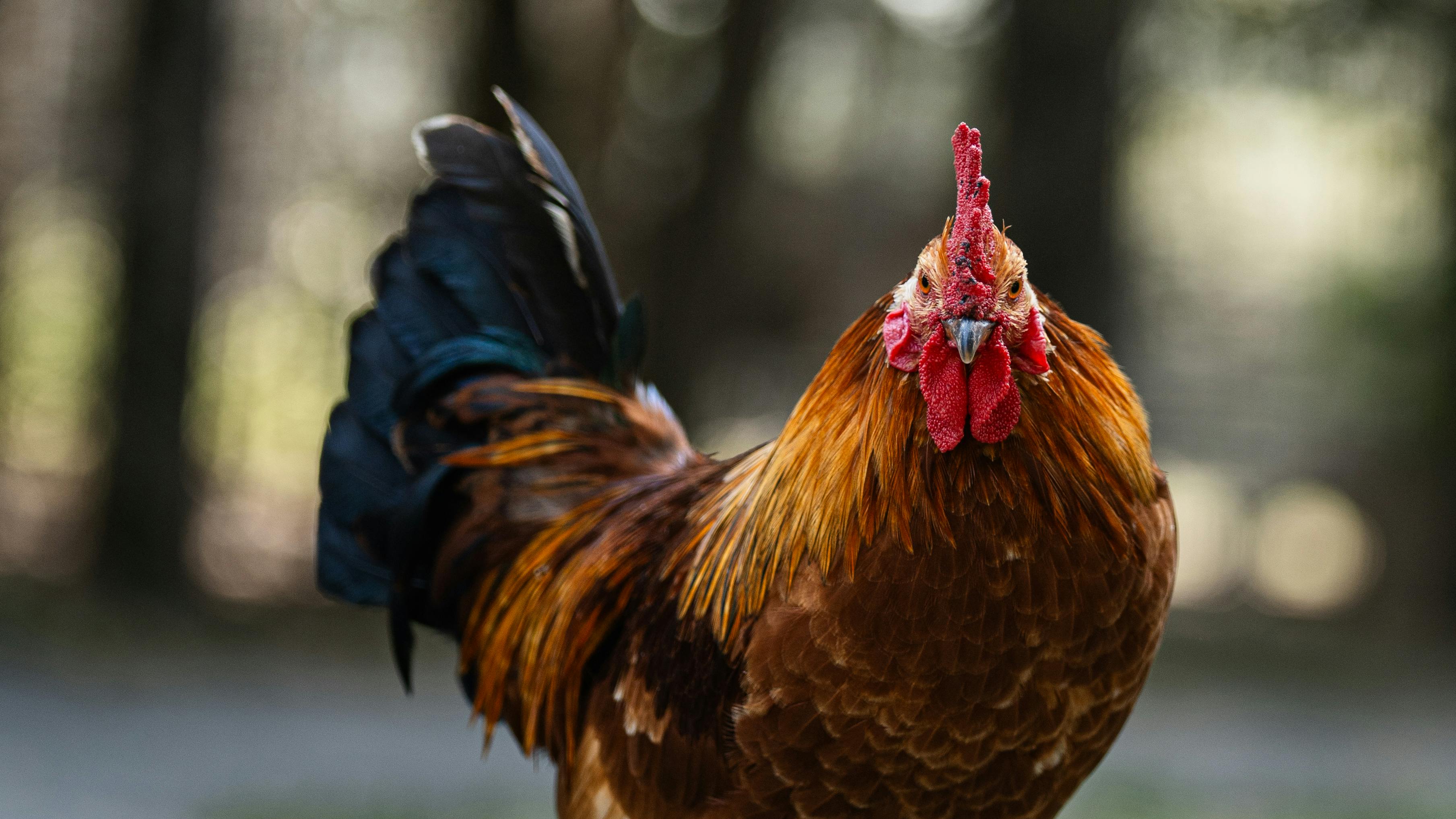 30 000+ Coq+nue banque d’images et photos libres de droit · Téléchargement gratuit · Photos Pexels