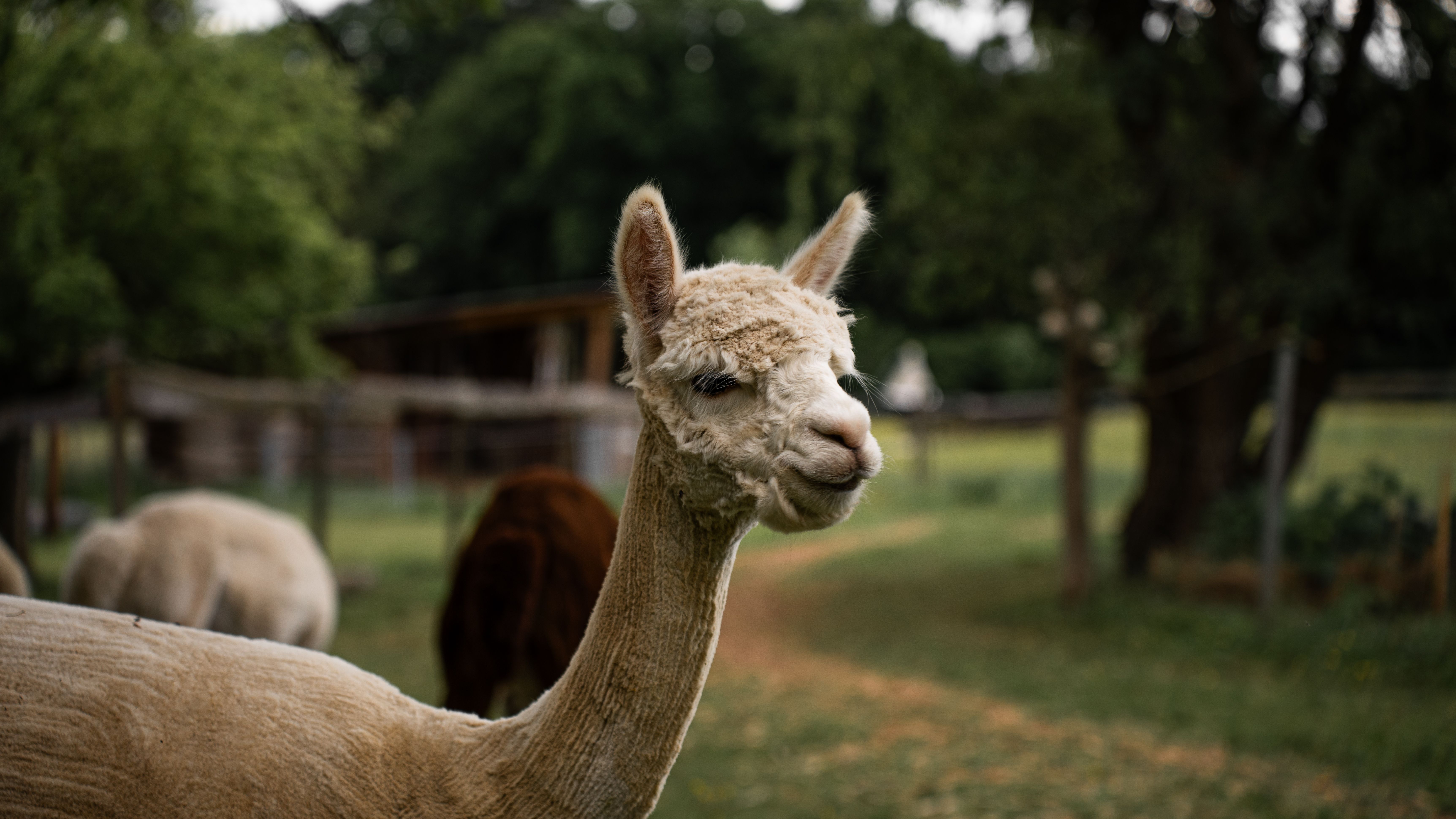 Two Brown Lama · Free Stock Photo