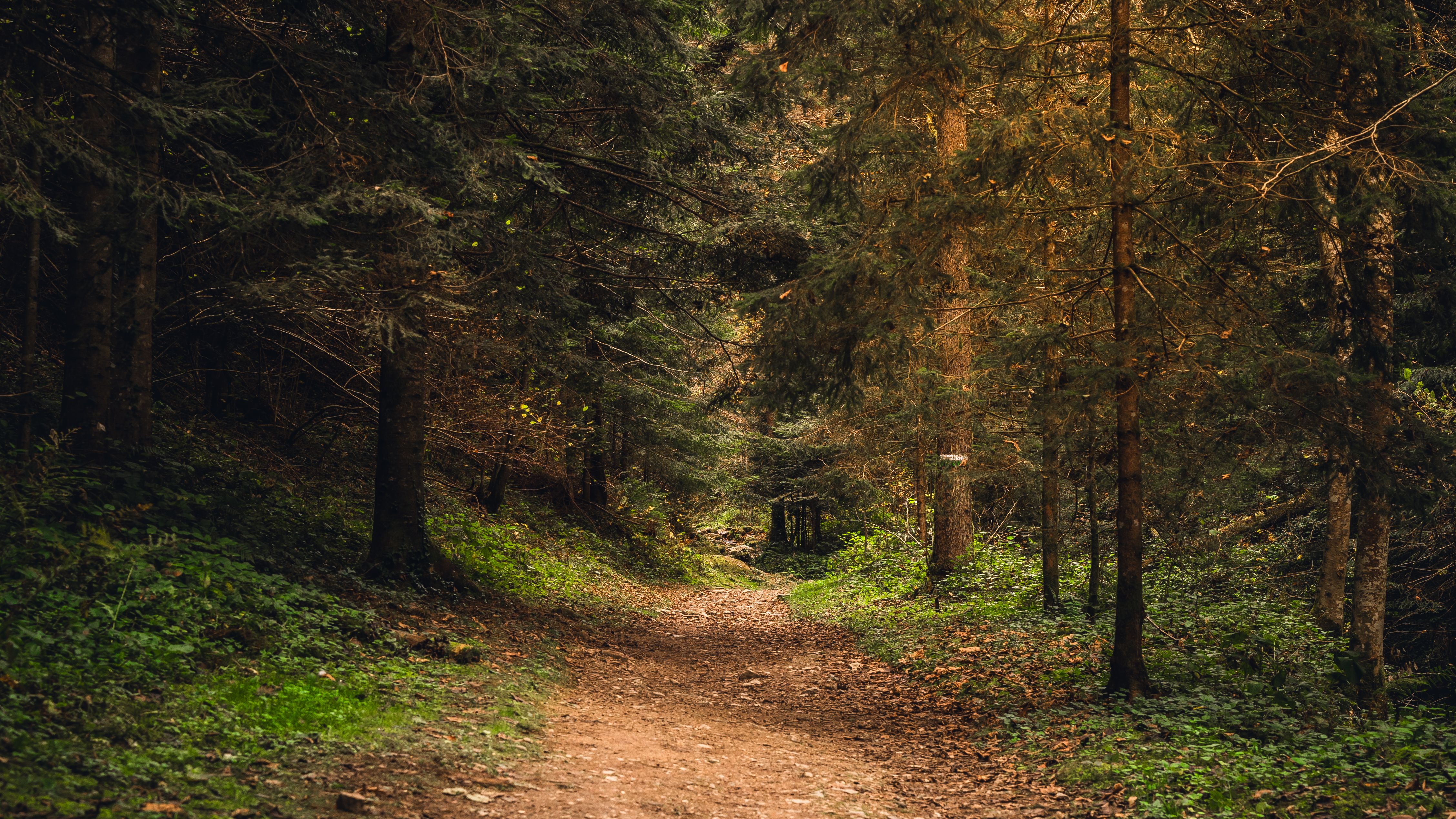 Peaceful Forest Path in Autumn Setting · Free Stock Photo