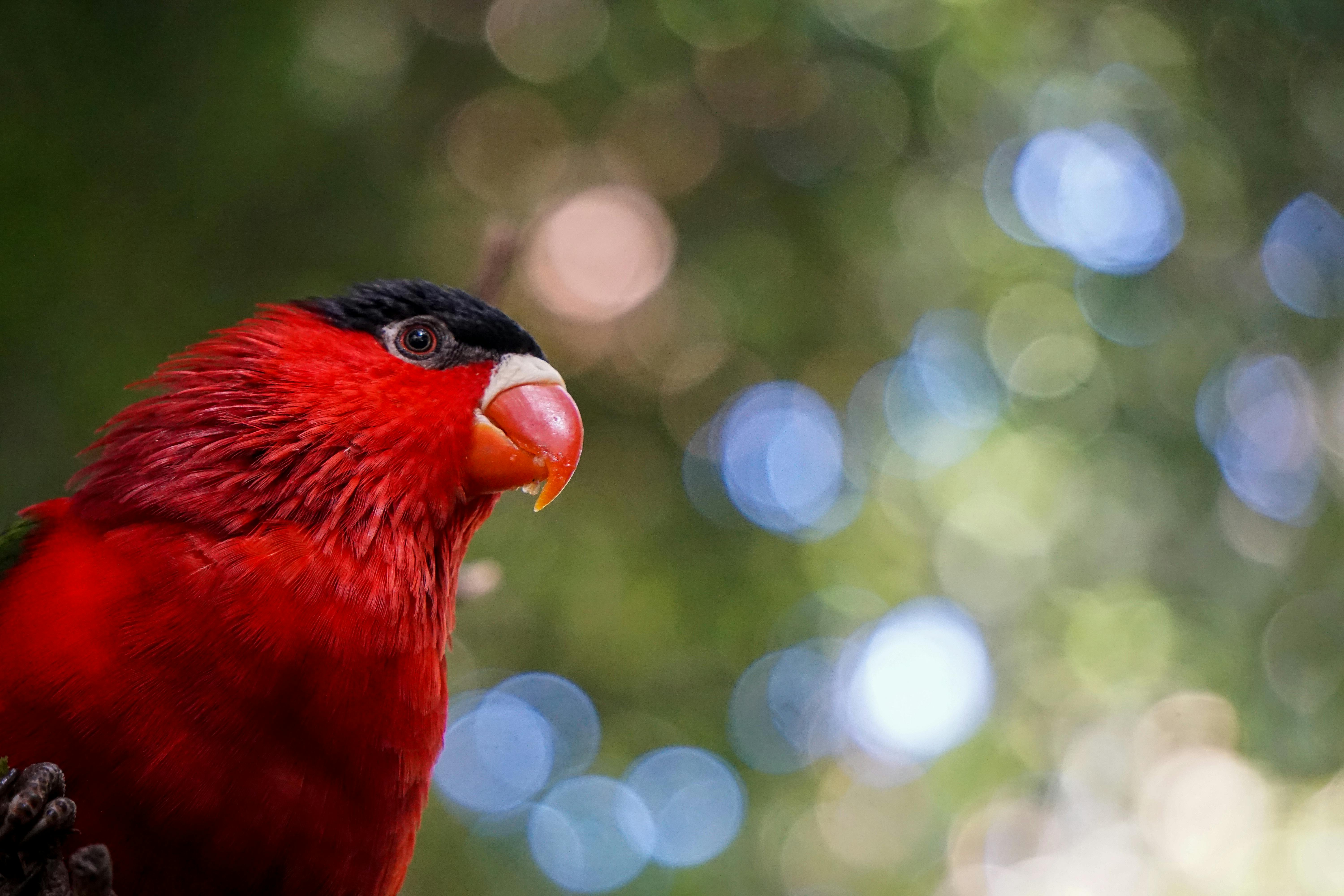Parrot Images Photos, Download The BEST Free Parrot Images Stock Photos ...