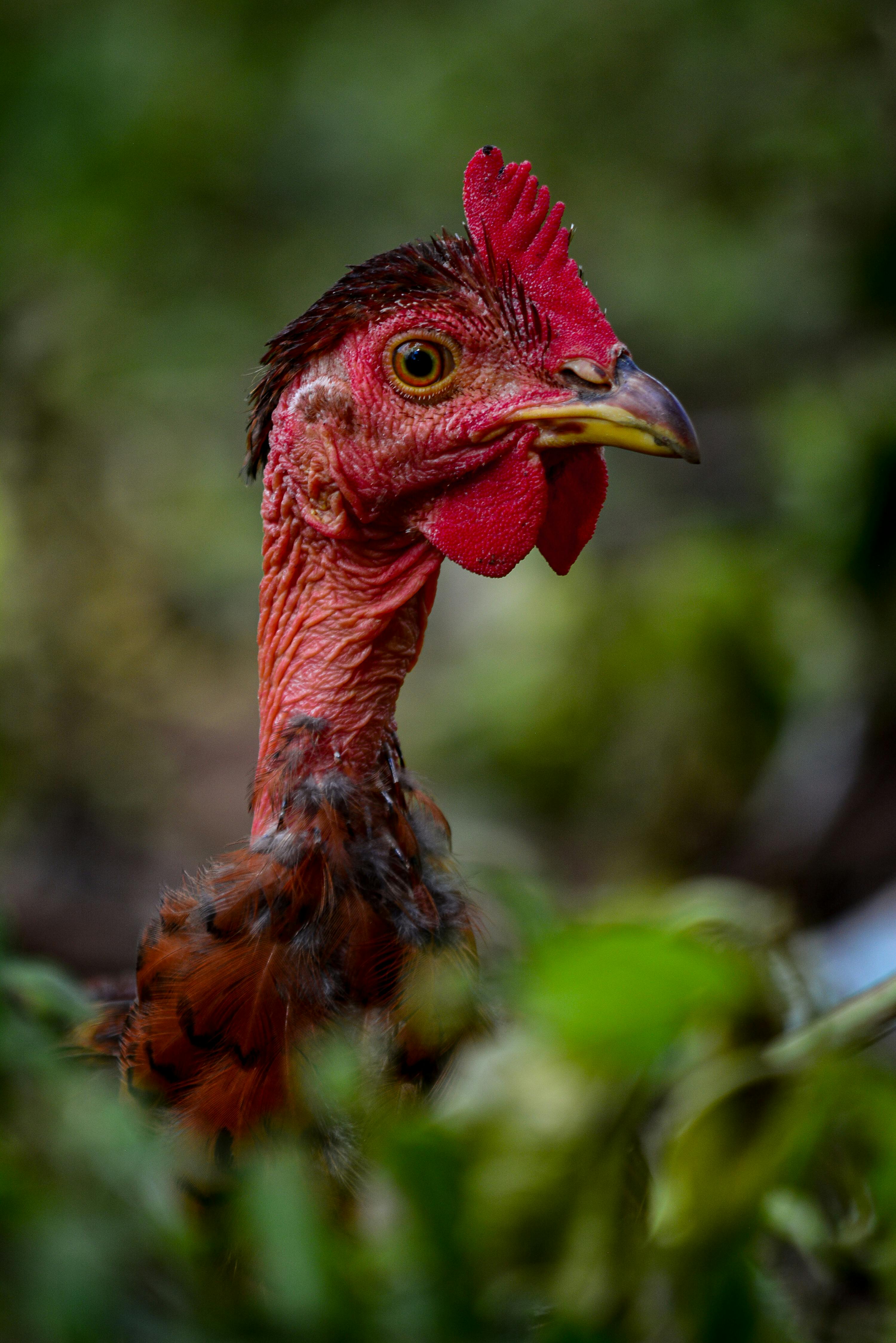 Animal Head Photos, Download The BEST Free Animal Head Stock Photos ...