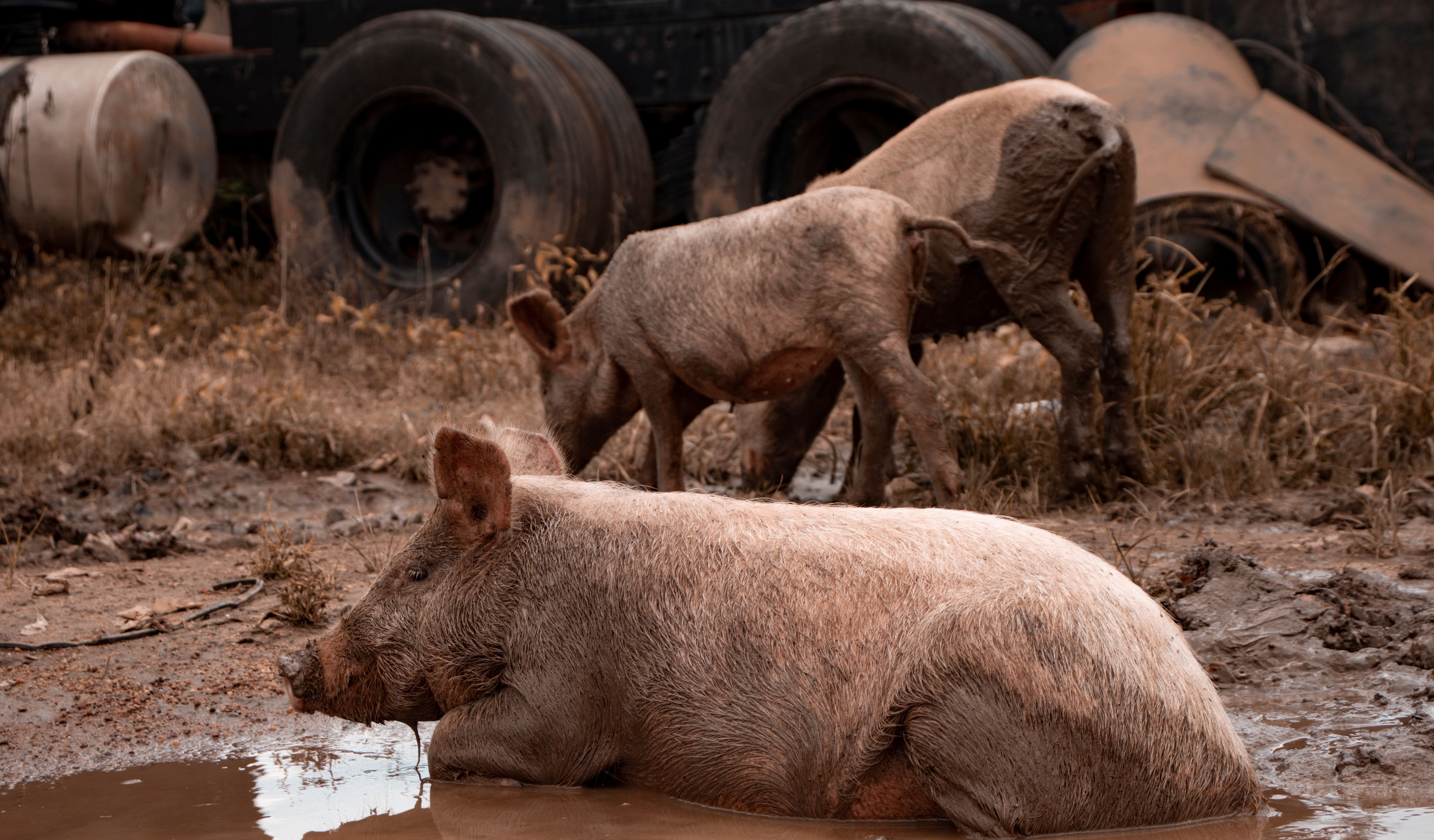 Wild Hogs Photos, Download The BEST Free Wild Hogs Stock Photos & HD Images