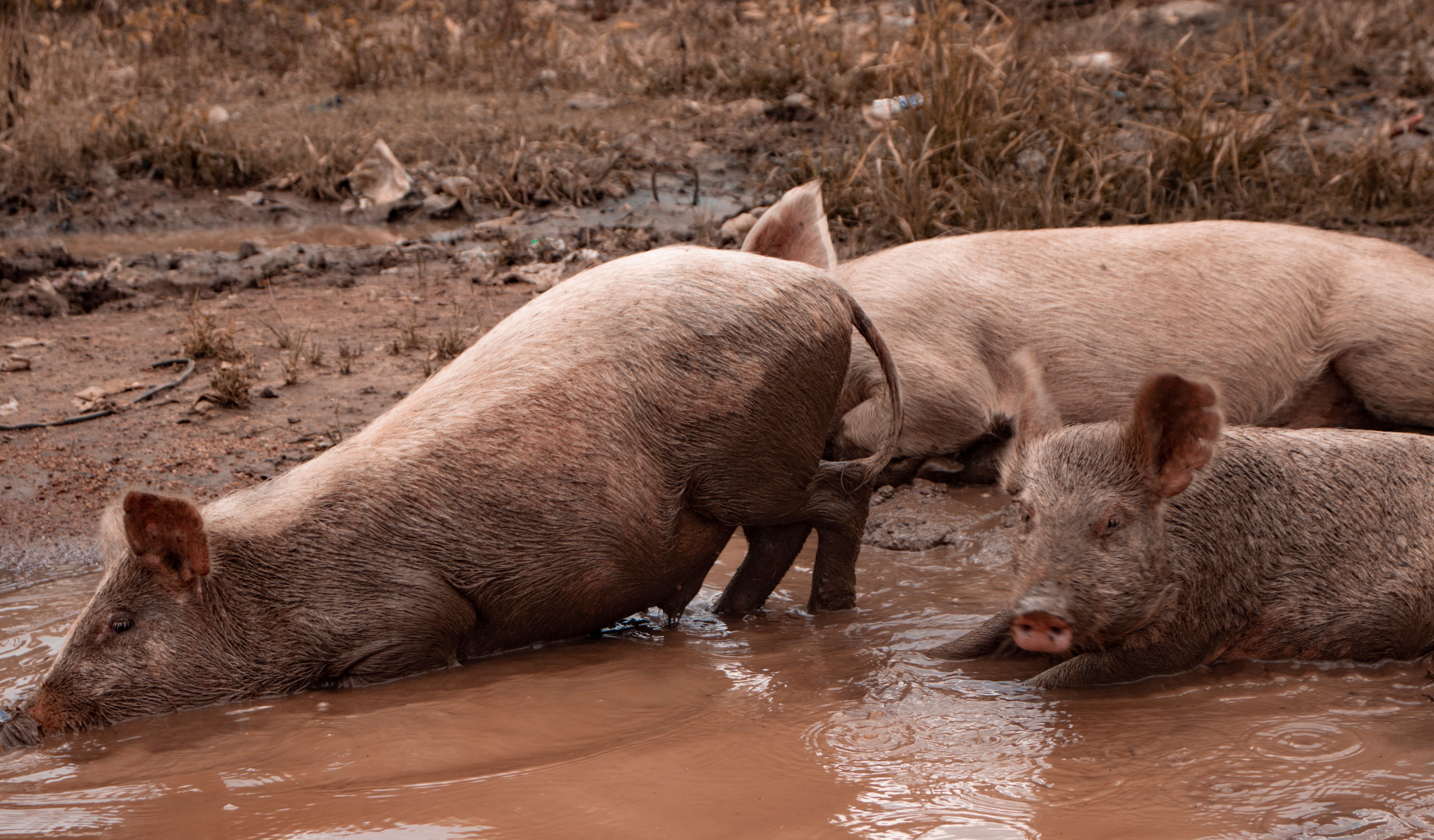 Pigs Enjoying a Muddy Bath in a Natural Habitat · Free Stock Photo