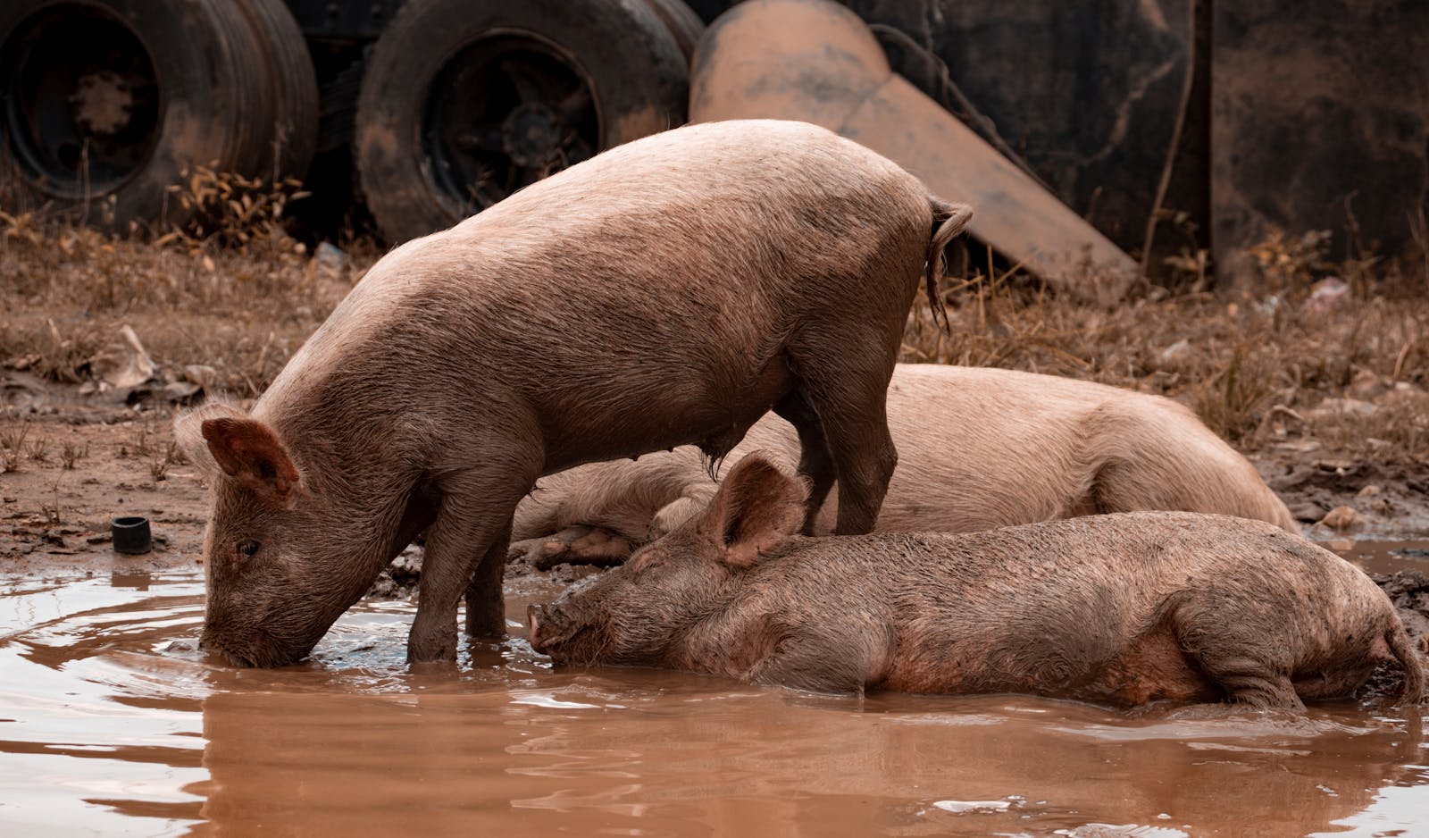 Cute Pigs Photos, Download The BEST Free Cute Pigs Stock Photos & HD Images