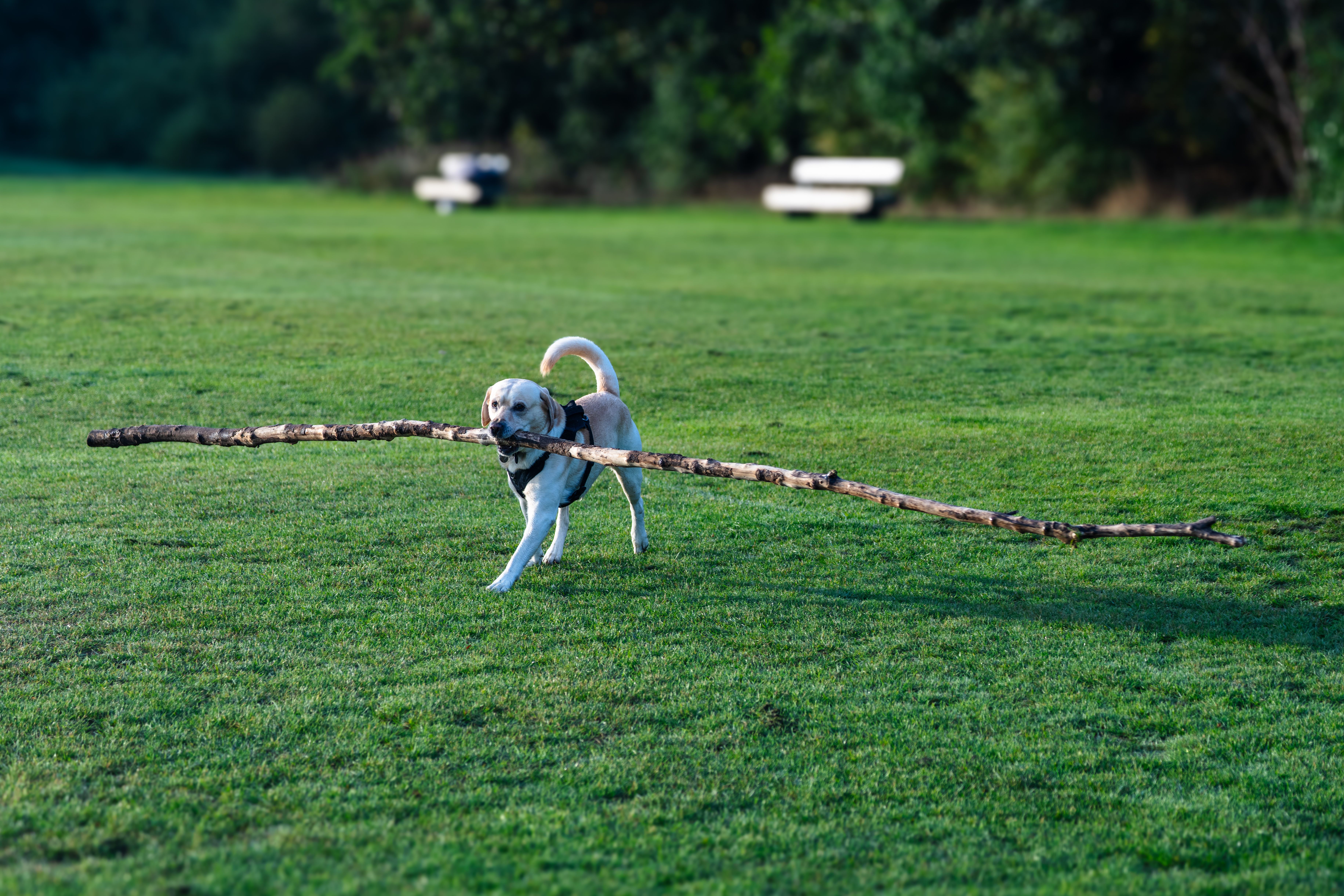 10,000+ Best Stick Photos · 100% Free Download · Pexels Stock Photos