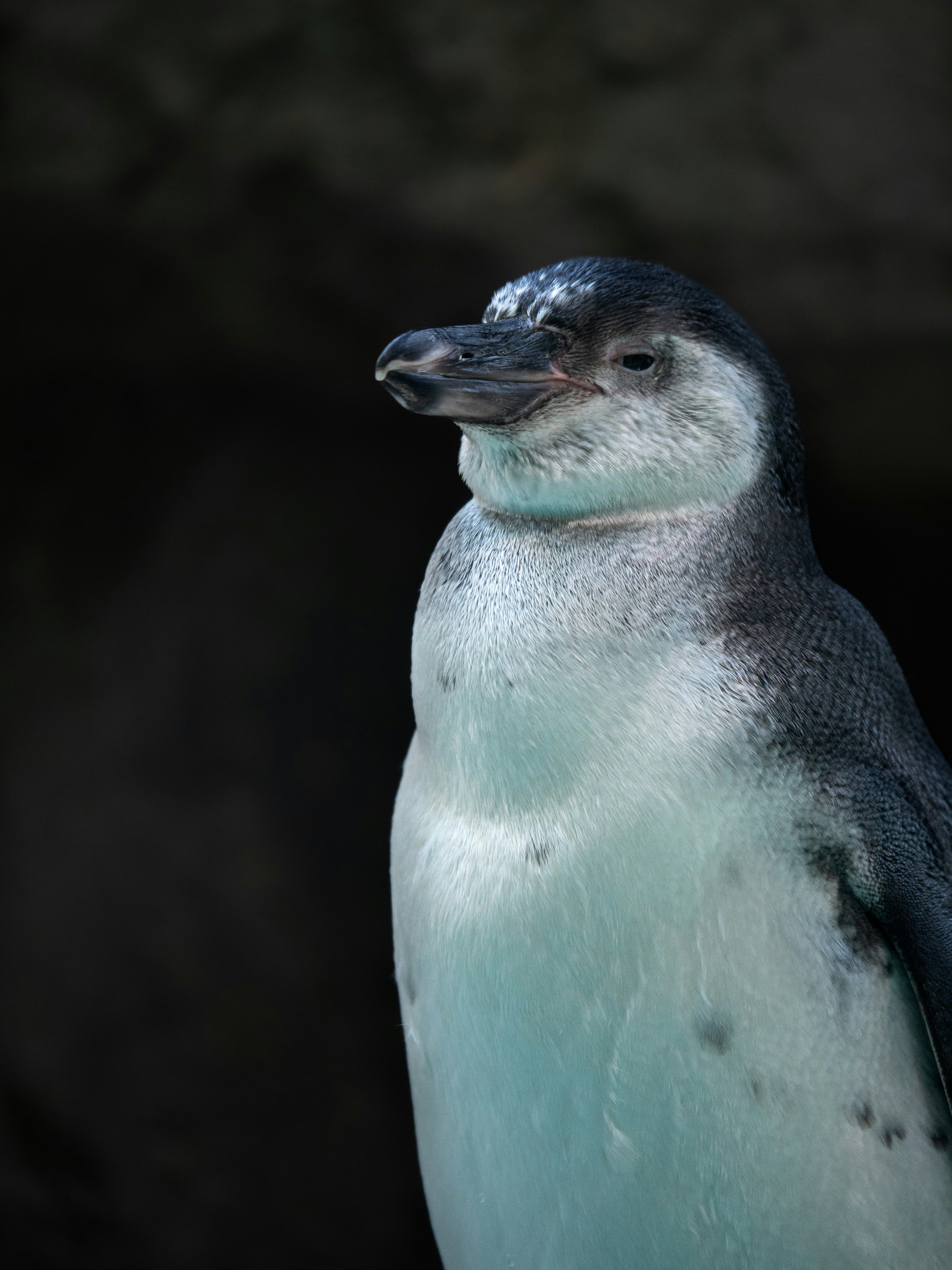 Penguin Profile Photos, Download The BEST Free Penguin Profile Stock ...