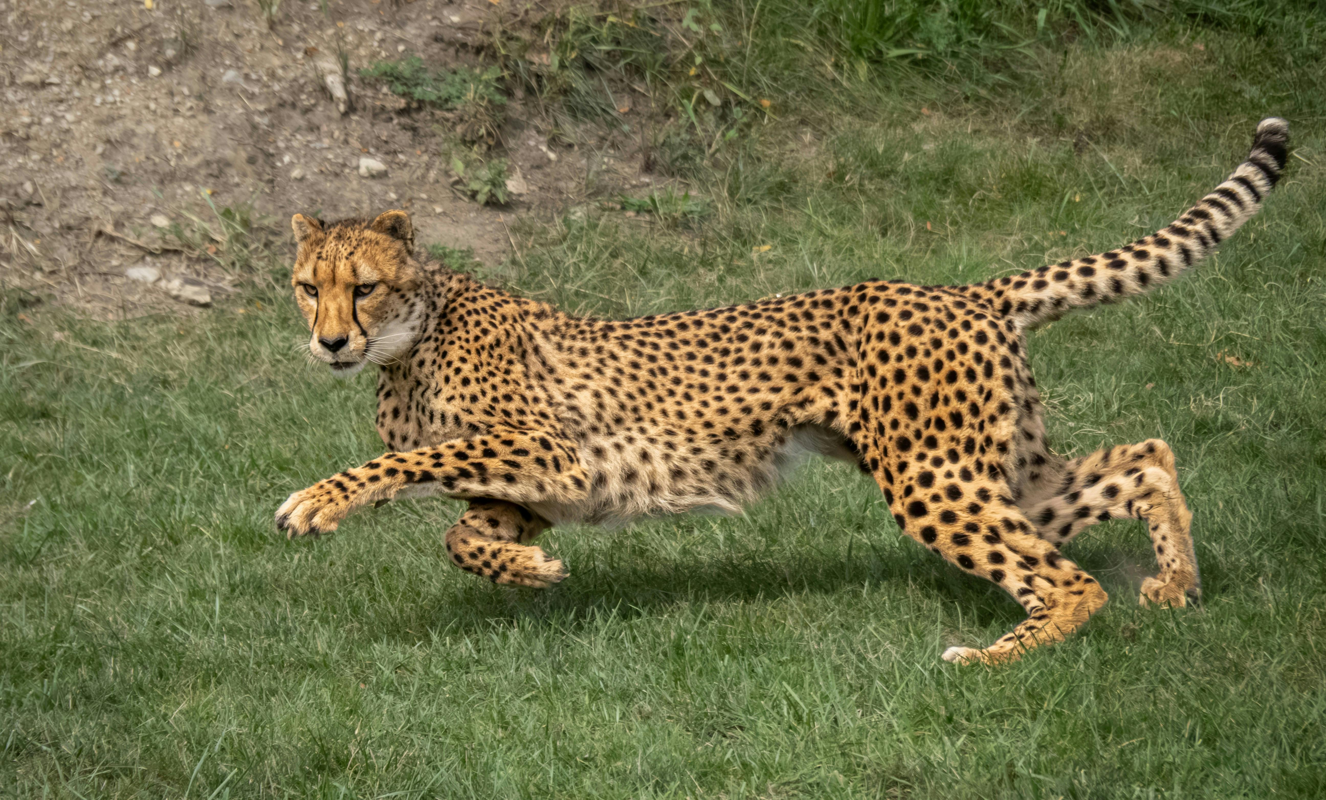 Cheetah Running in Natural Habitat · Free Stock Photo