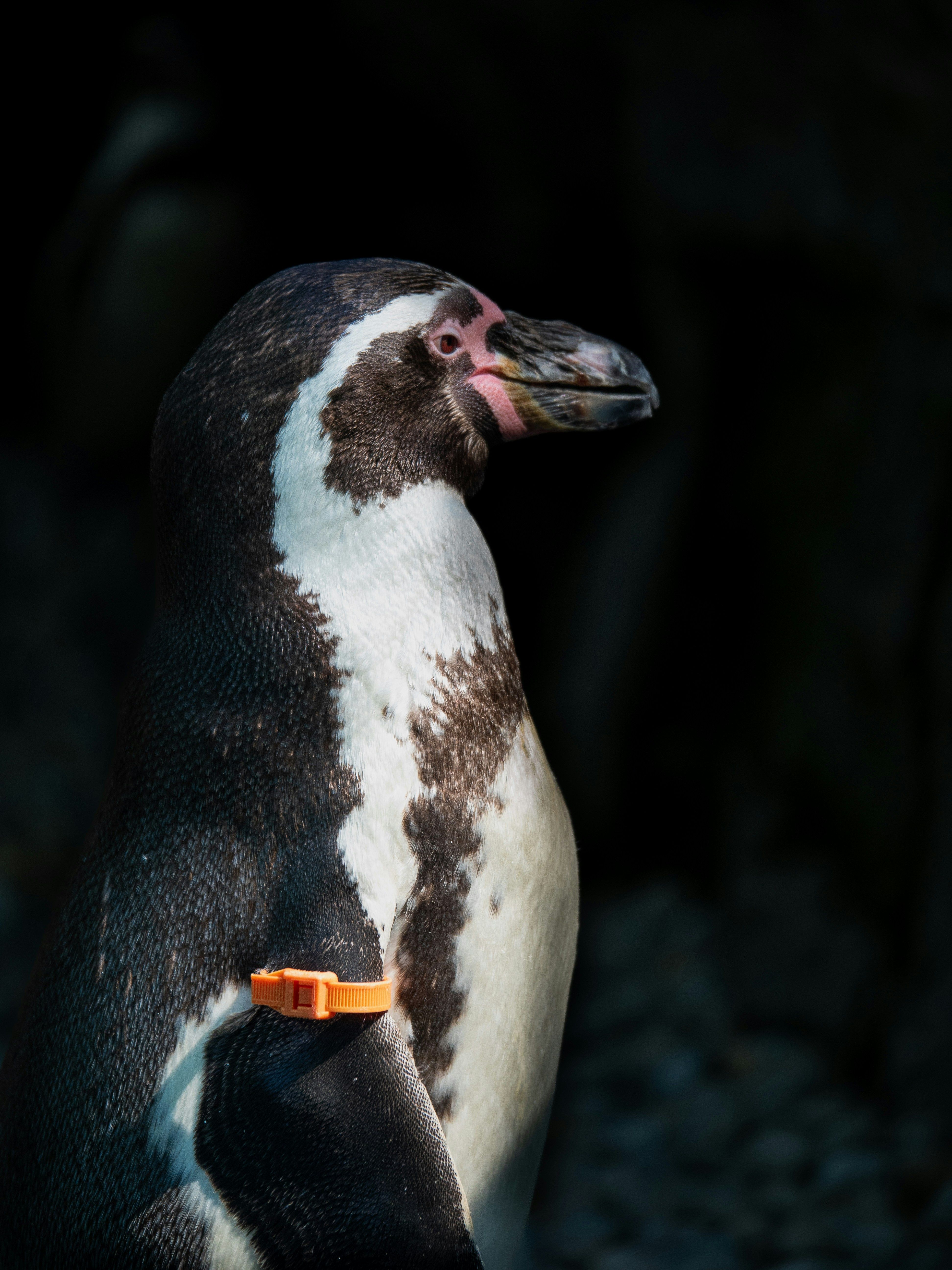 Penguin Profile Photos, Download The BEST Free Penguin Profile Stock ...