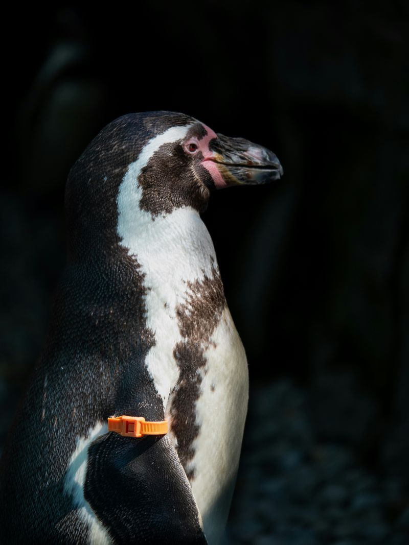 Penguin Profile Photos, Download The BEST Free Penguin Profile Stock ...