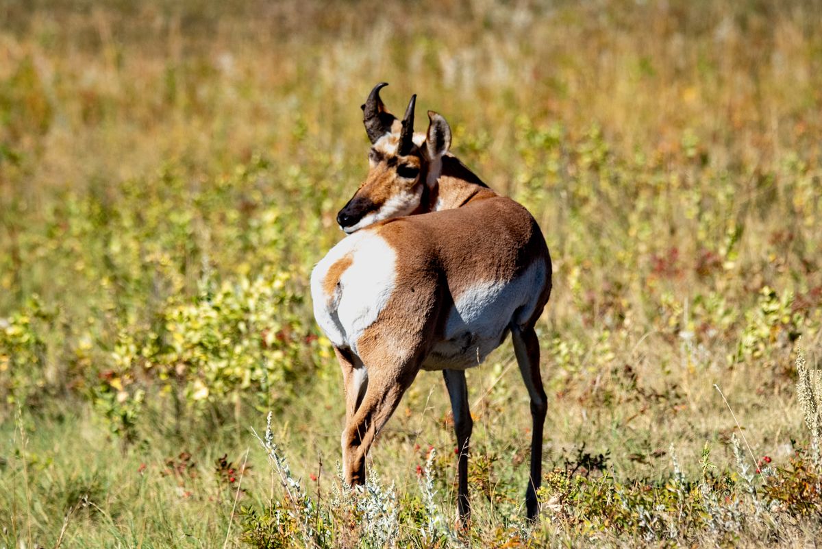 Antelope Photos, Download The BEST Free Antelope Stock Photos & HD Images