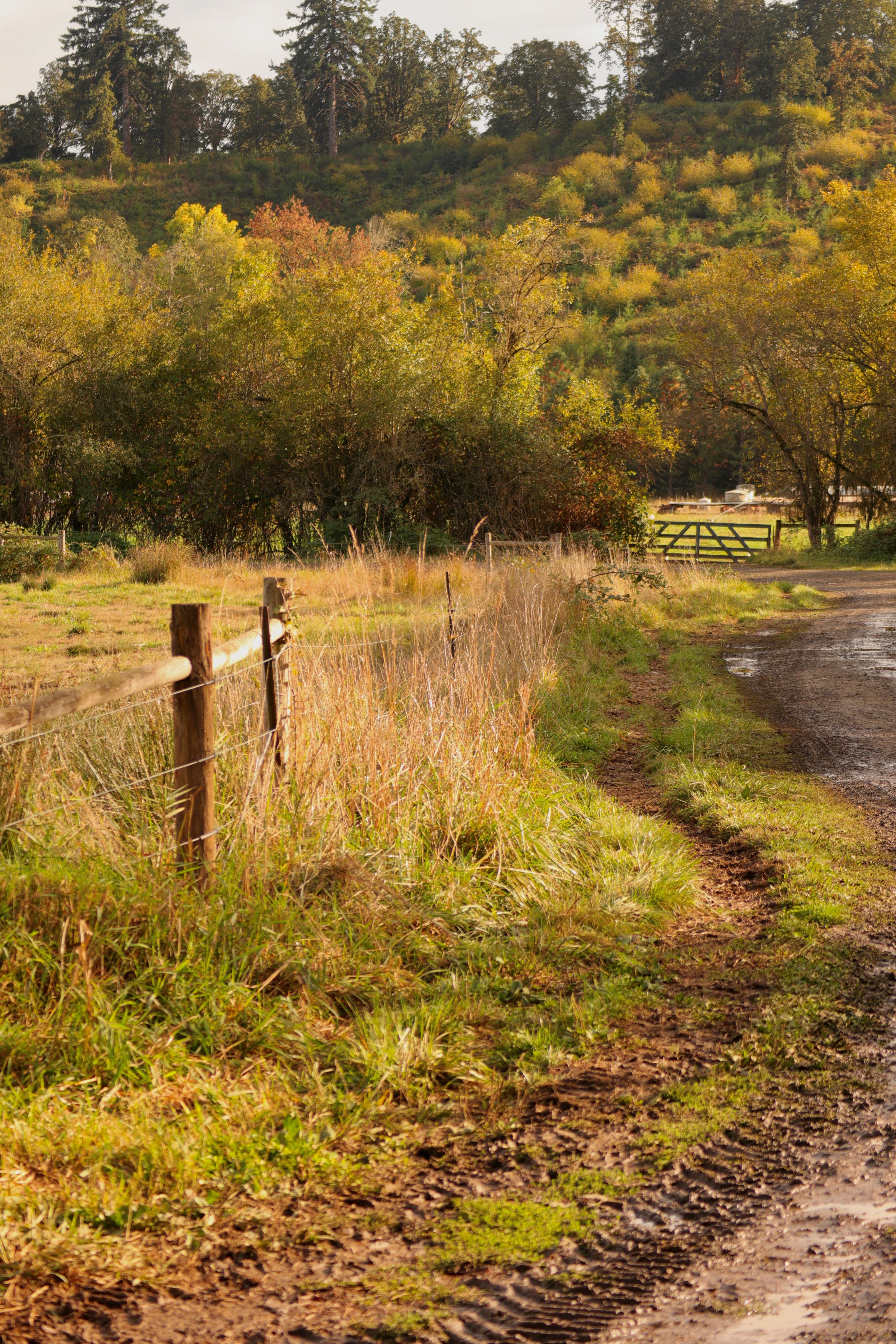 Scenic Country Road with Autumn Foliage · Free Stock Photo