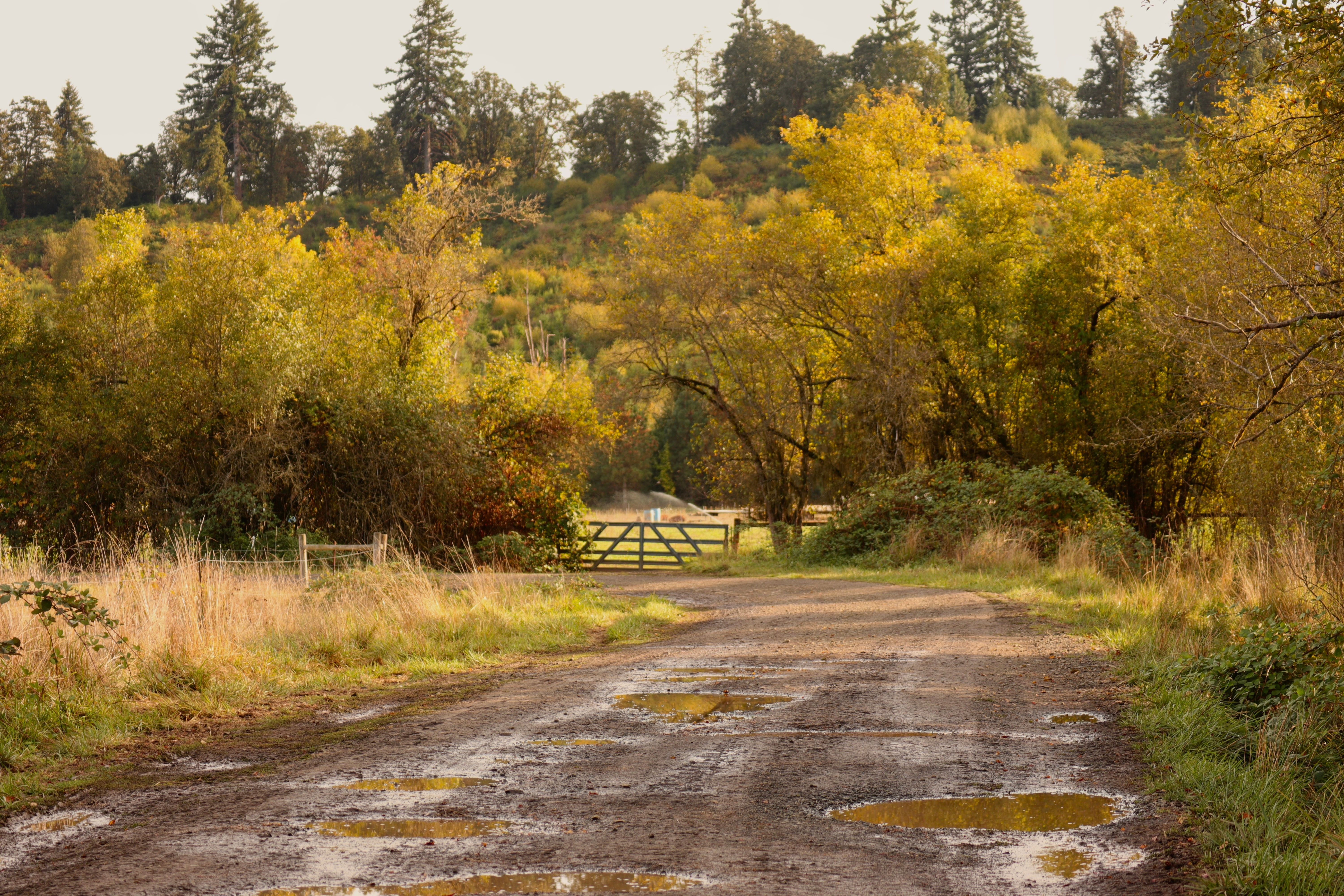 Idyllic Countryside Dirt Road in Late Autumn · Free Stock Photo