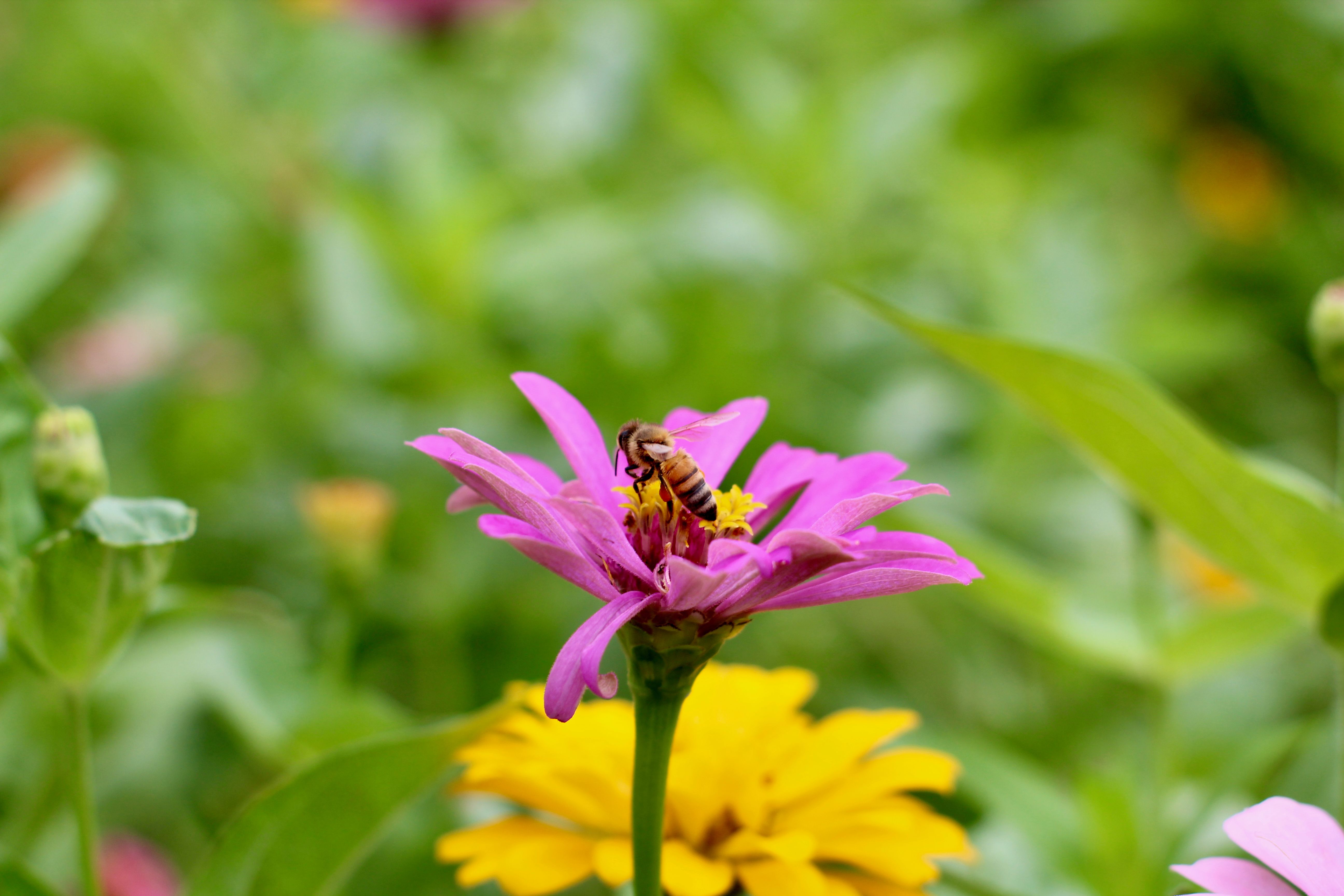 Drew Bee Photos, Download The BEST Free Drew Bee Stock Photos & HD Images