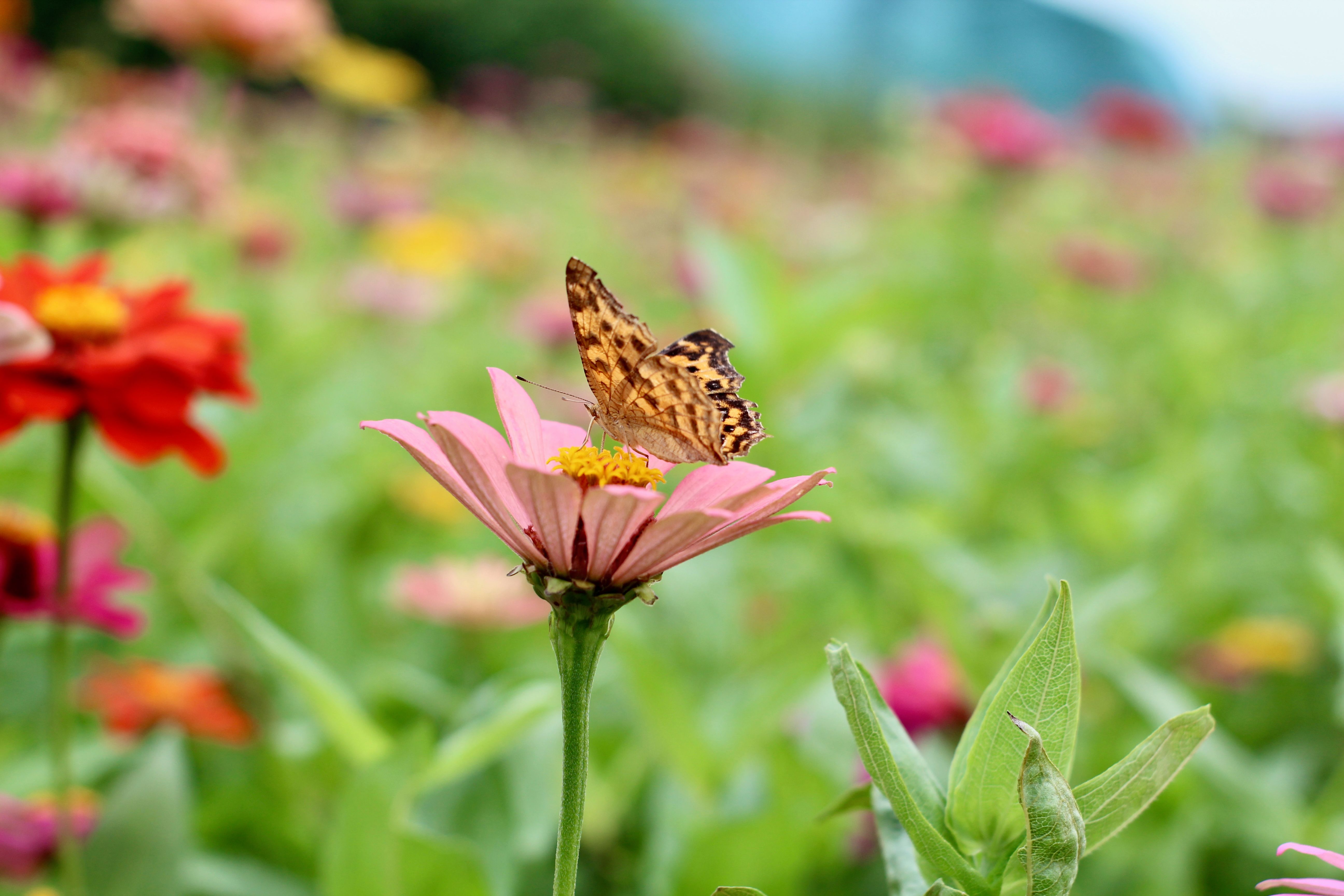 Nature Flower Photos, Download The BEST Free Nature Flower Stock Photos ...