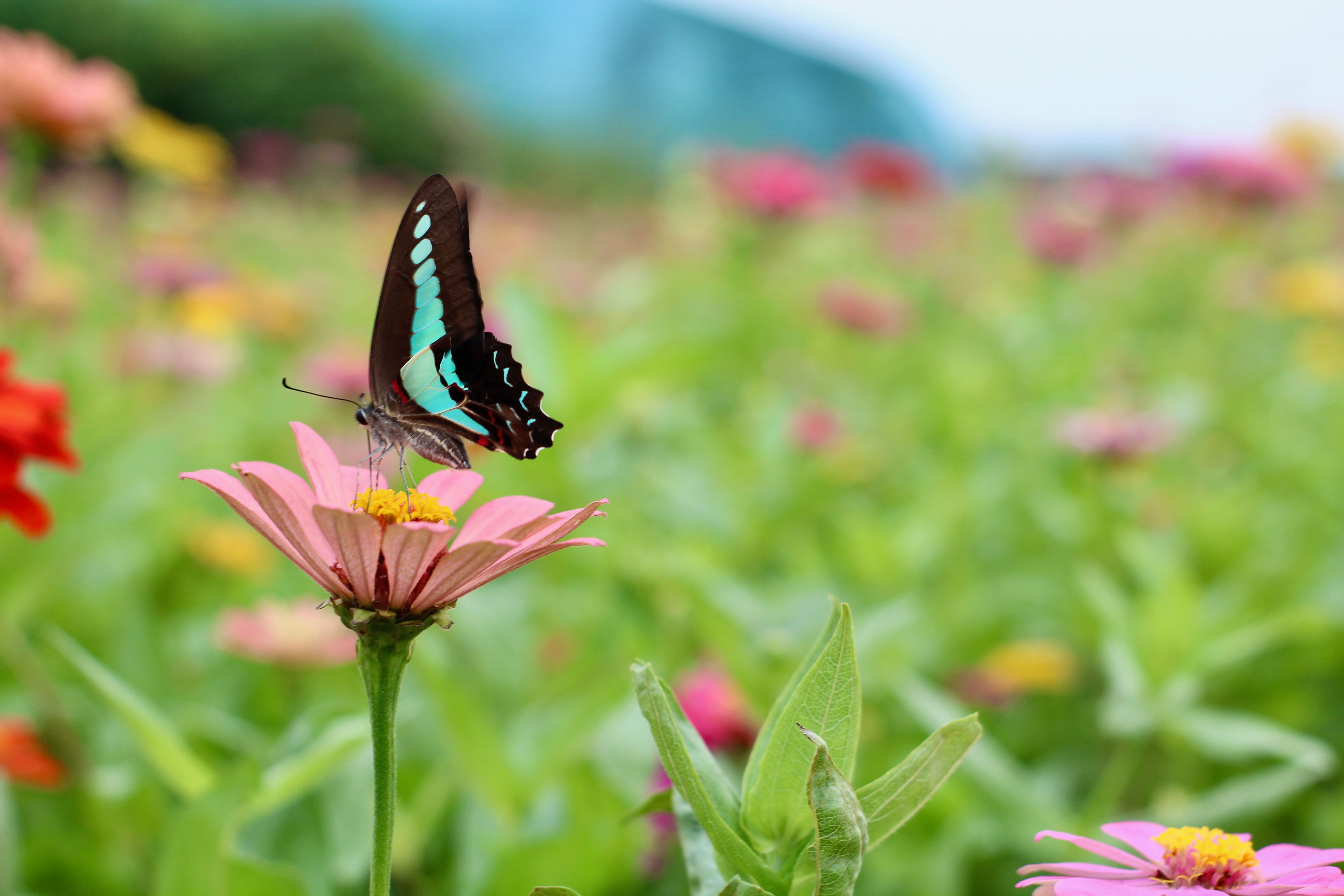 Nature Flower Photos, Download The BEST Free Nature Flower Stock Photos ...