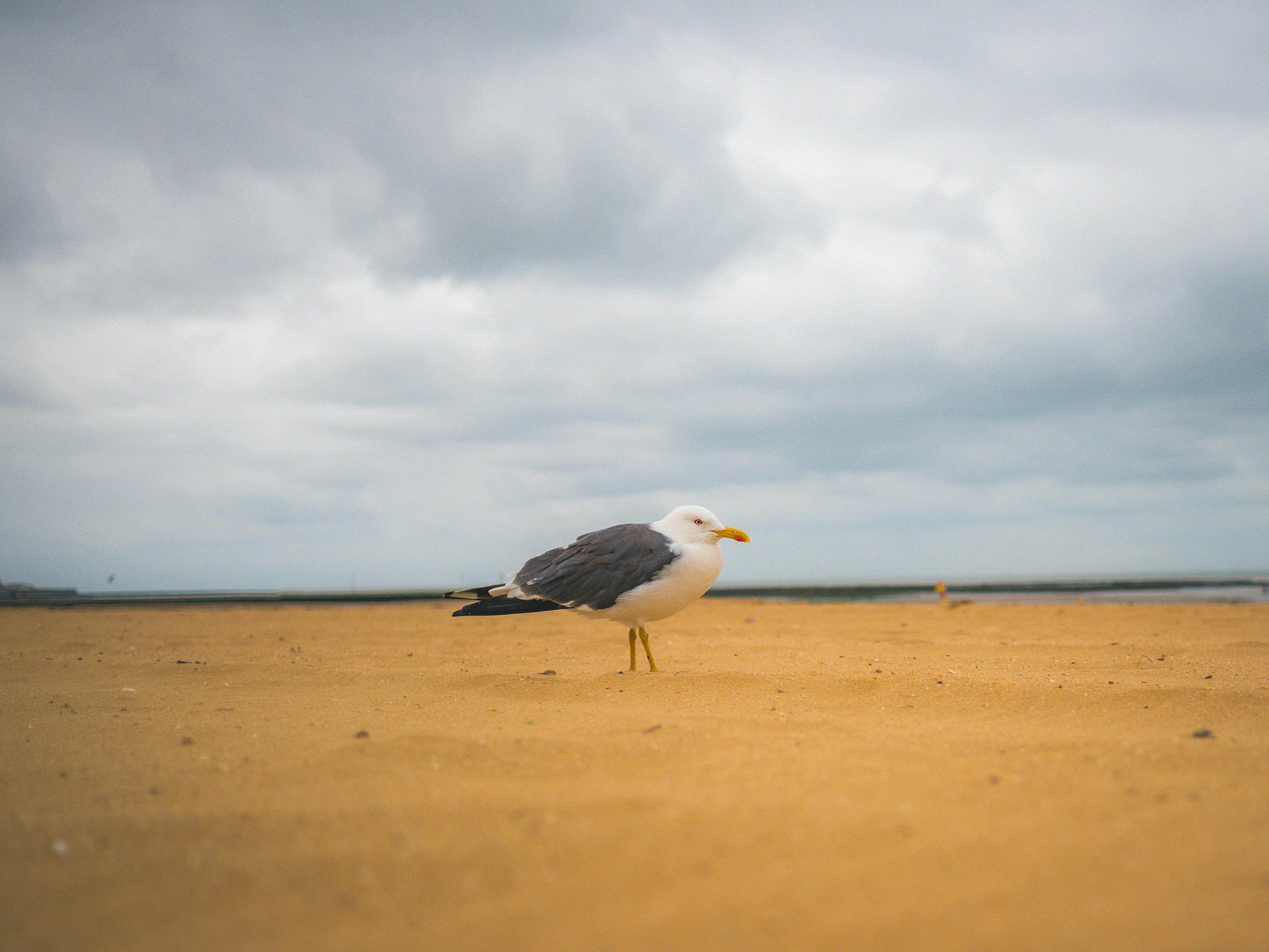 Single Steppingstone Photos, Download The BEST Free Single ...