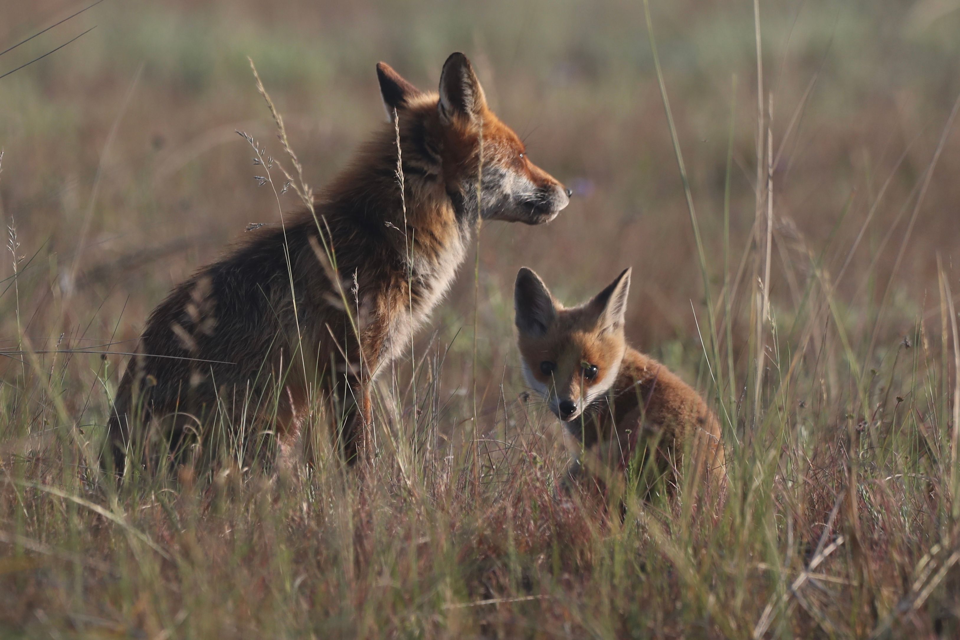 Foxes Photos, Download The BEST Free Foxes Stock Photos & HD Images