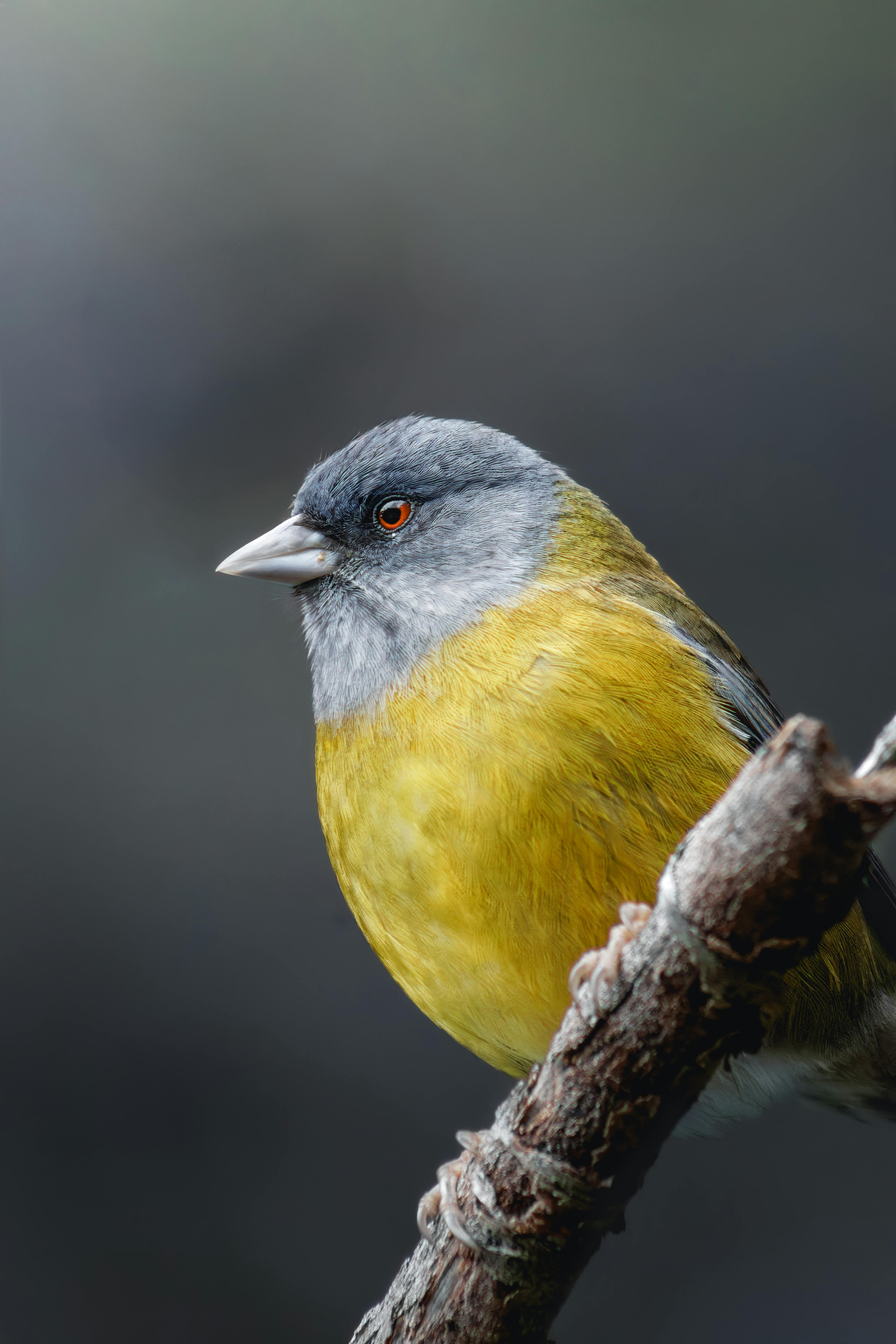 Colorful Birds Photos, Download The BEST Free Colorful Birds Stock ...