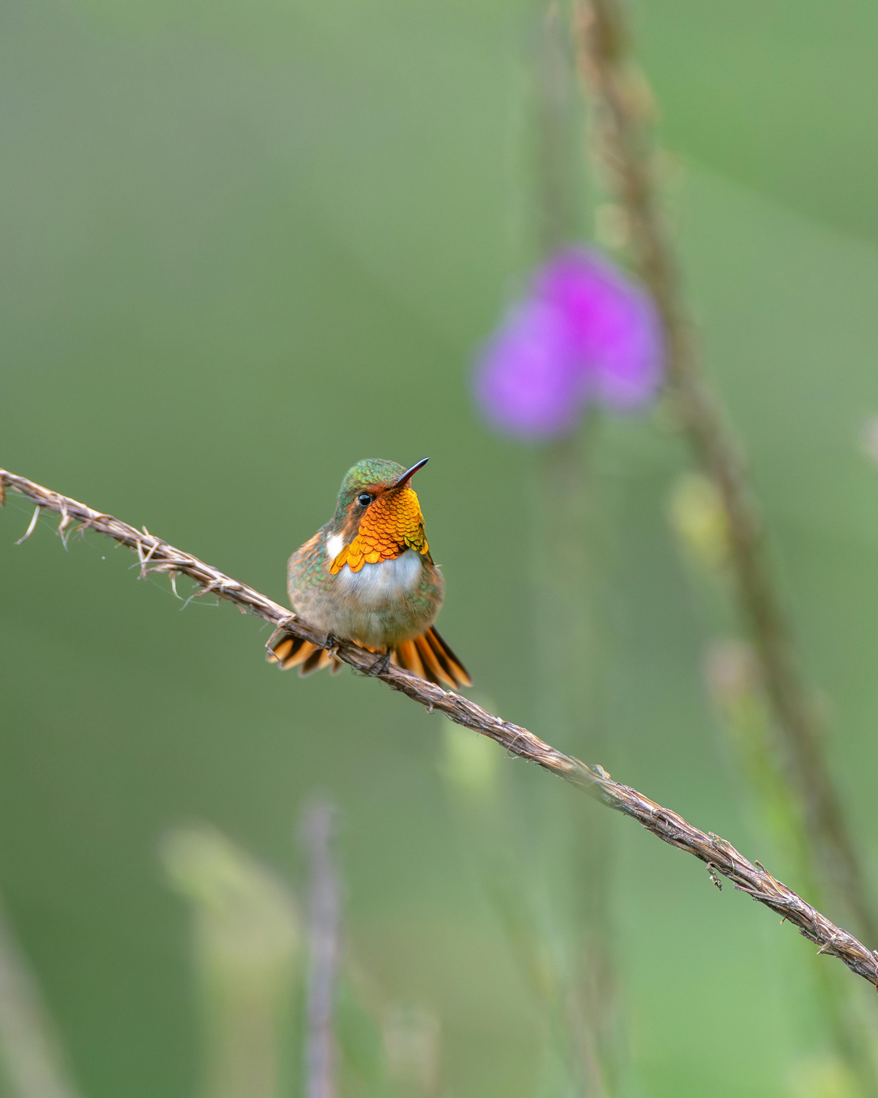 Colorful Birds Photos, Download The BEST Free Colorful Birds Stock ...