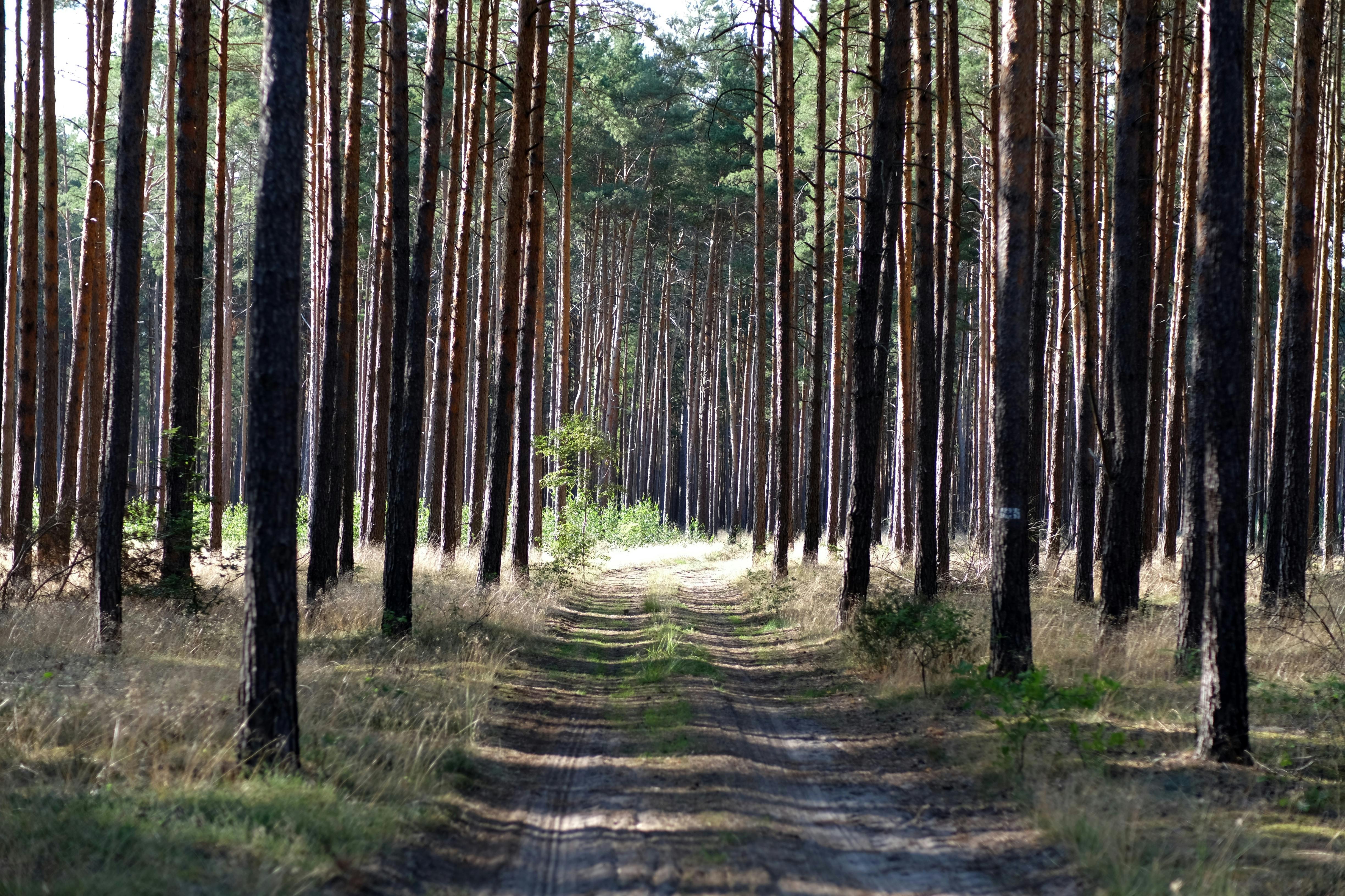 Scenic Forest Pathway Lined with Tall Pine Trees · Free Stock Photo