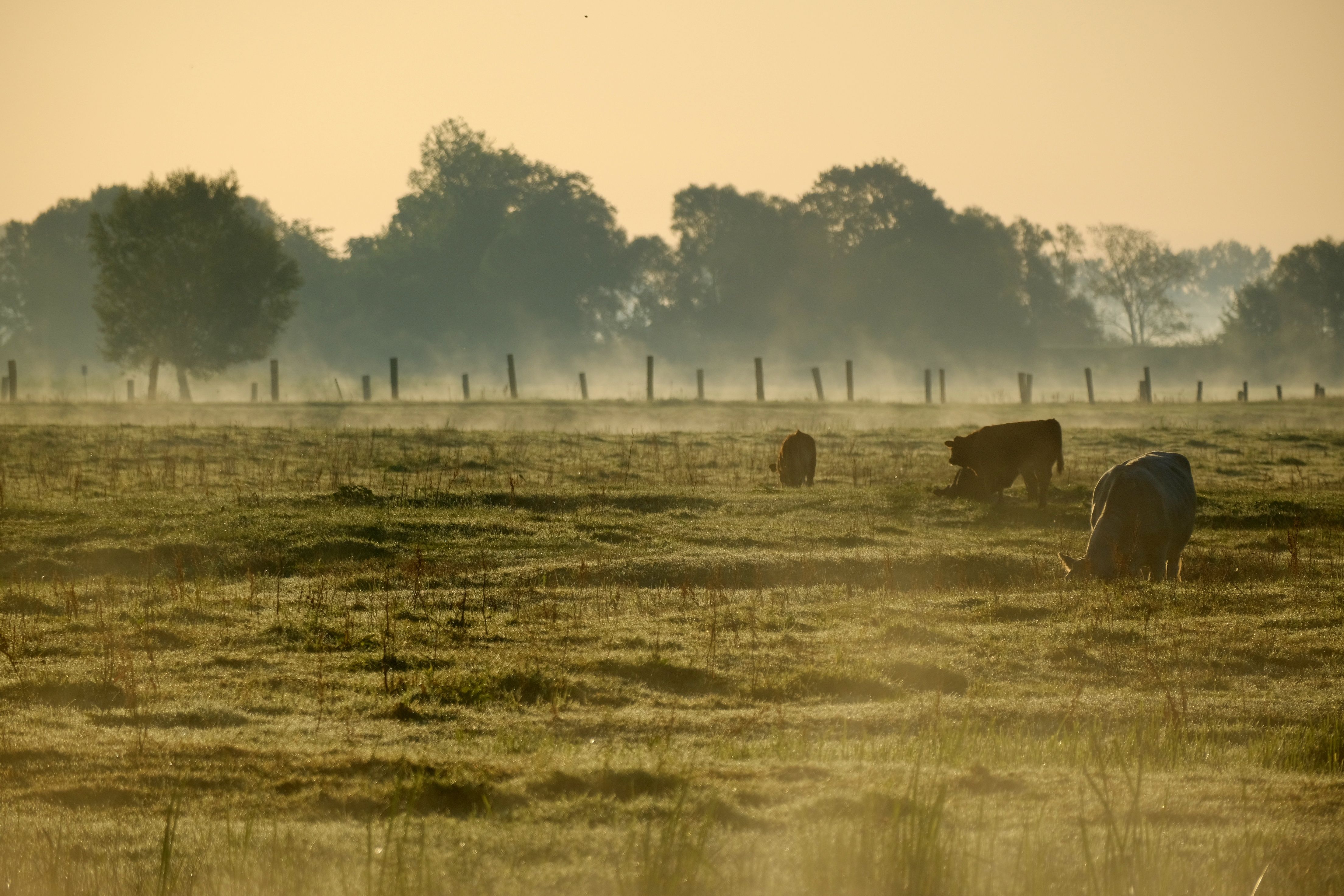 Serene Pastoral Scene at Dawn with Grazing Cows · Free Stock Photo