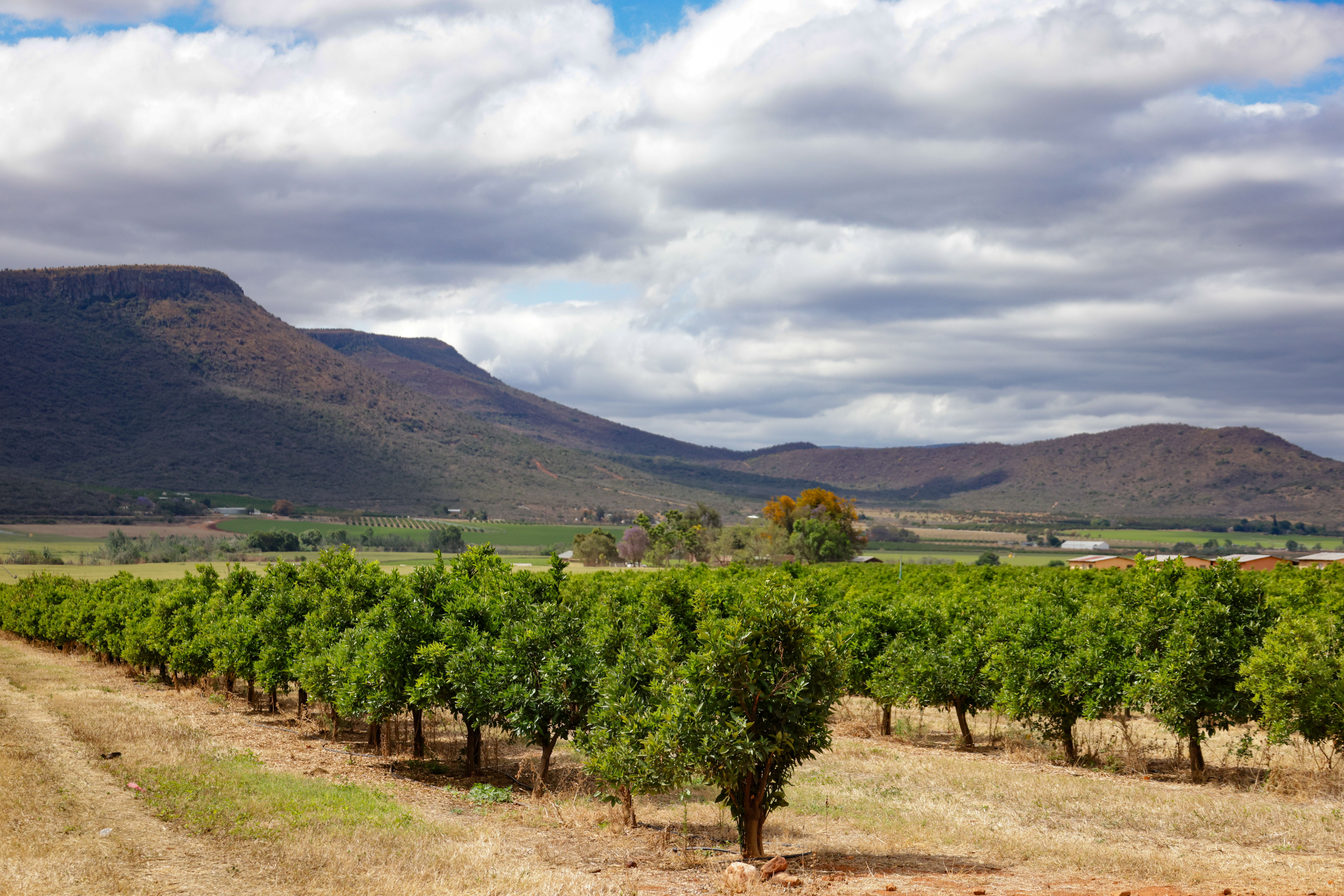 Picturesque Orchard with Mountain Backdrop · Free Stock Photo