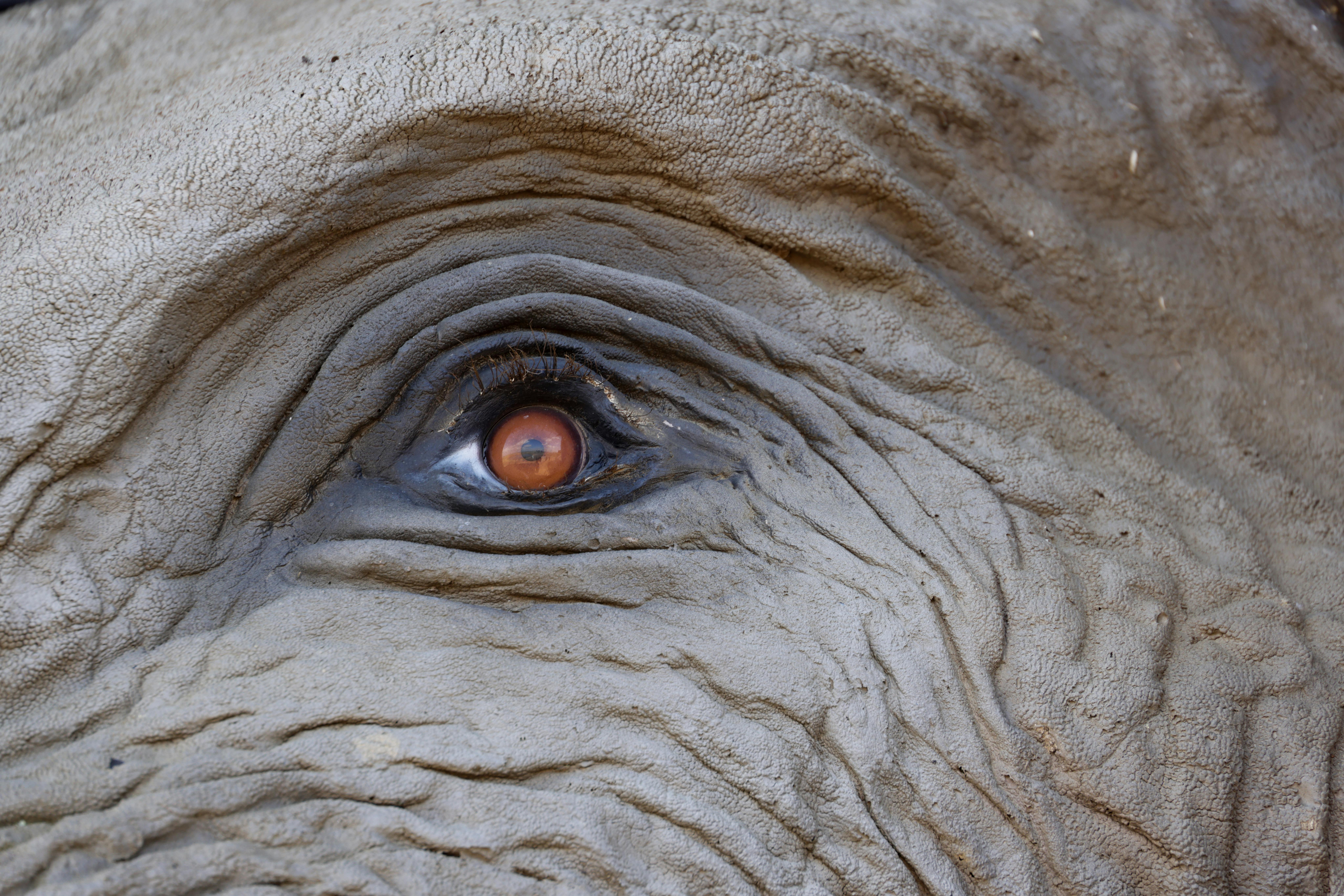 Wild Animals Slideshow Photos, Download The BEST Free Wild Animals ...