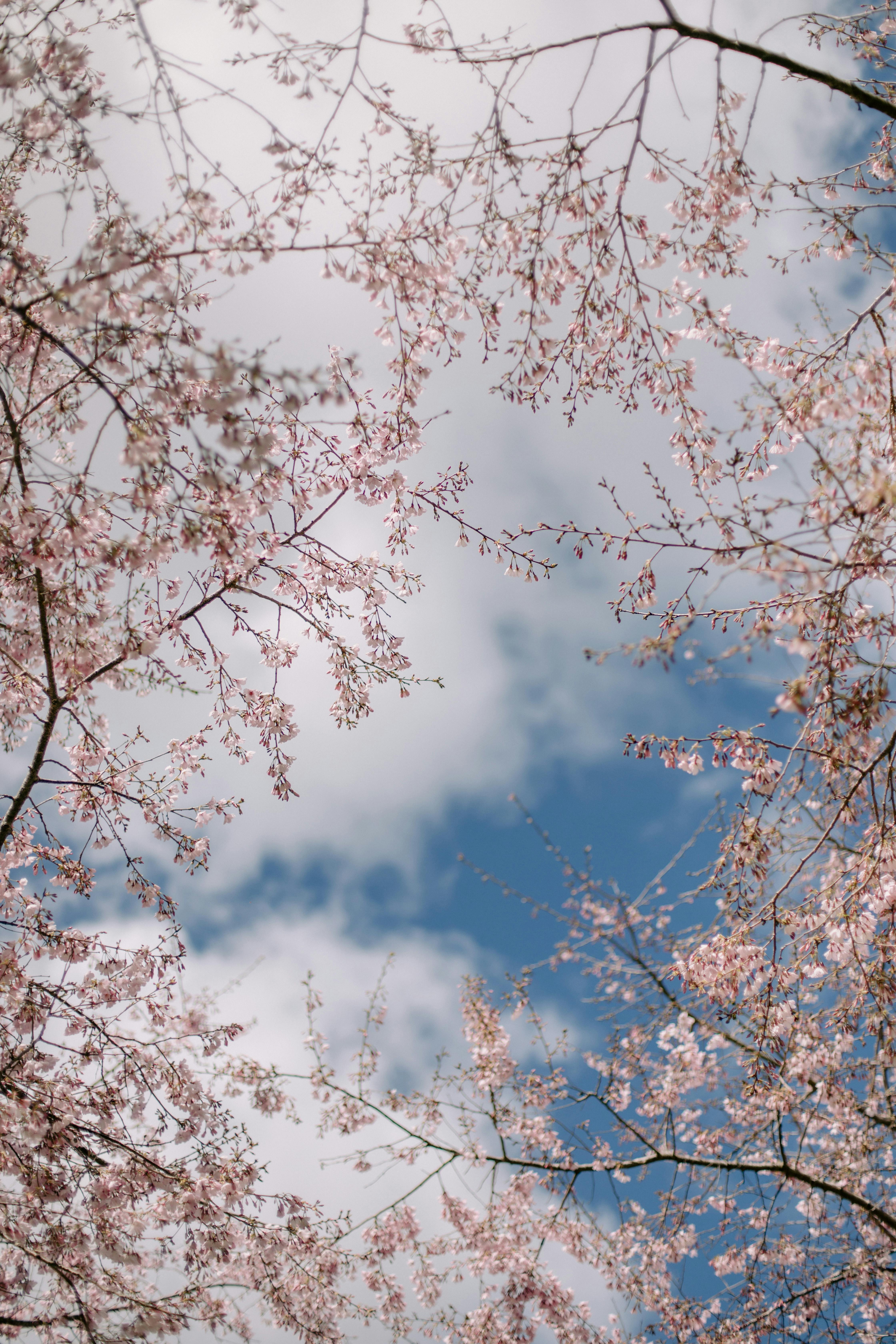 Pastel Pink Aesthetic Background Photos, Download The BEST Free Pastel ...