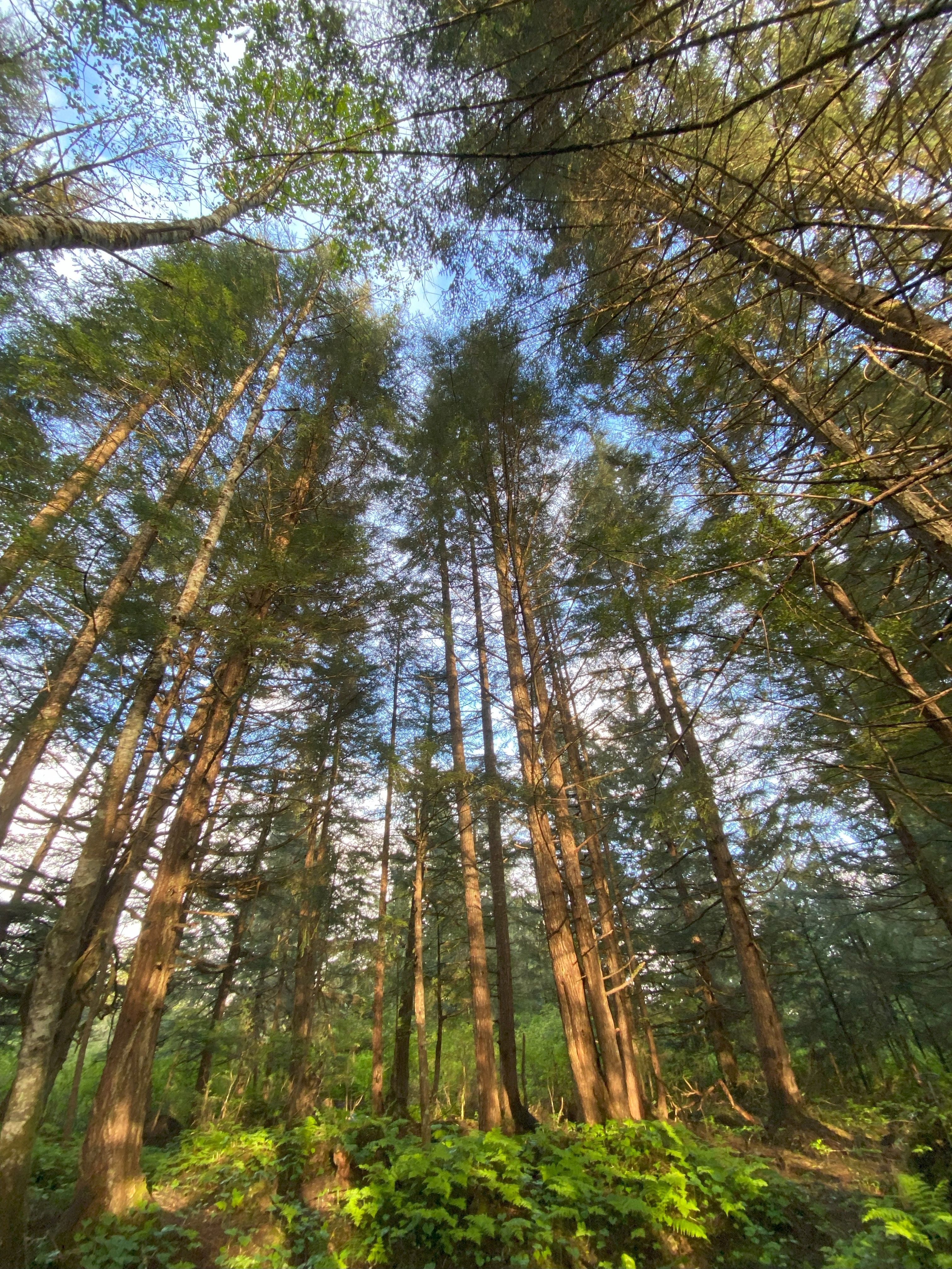 Majestic Forest Canopy with Tall Trees in Daylight · Free Stock Photo
