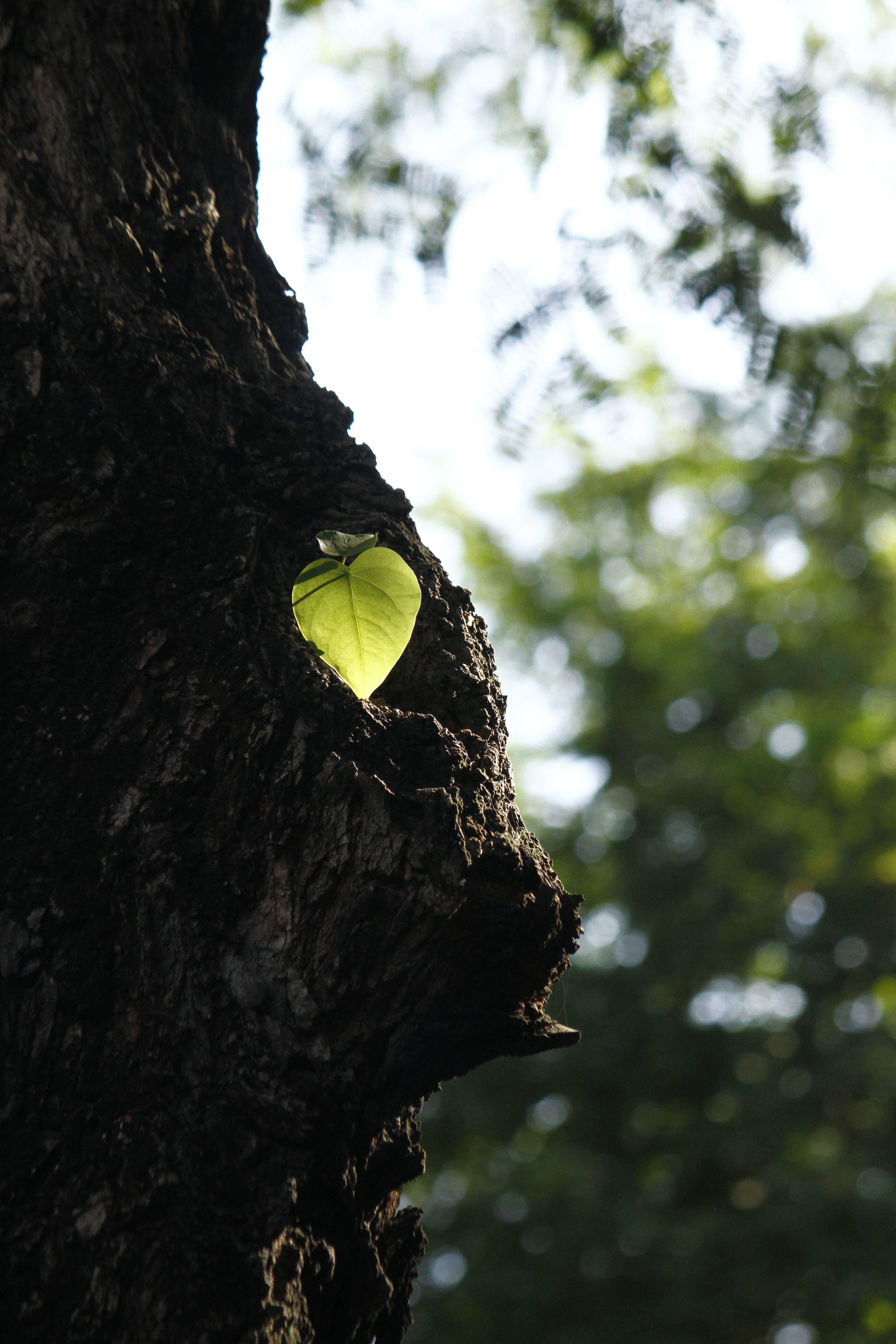 Single Leaf on Tree Bark in Sunlight · Free Stock Photo