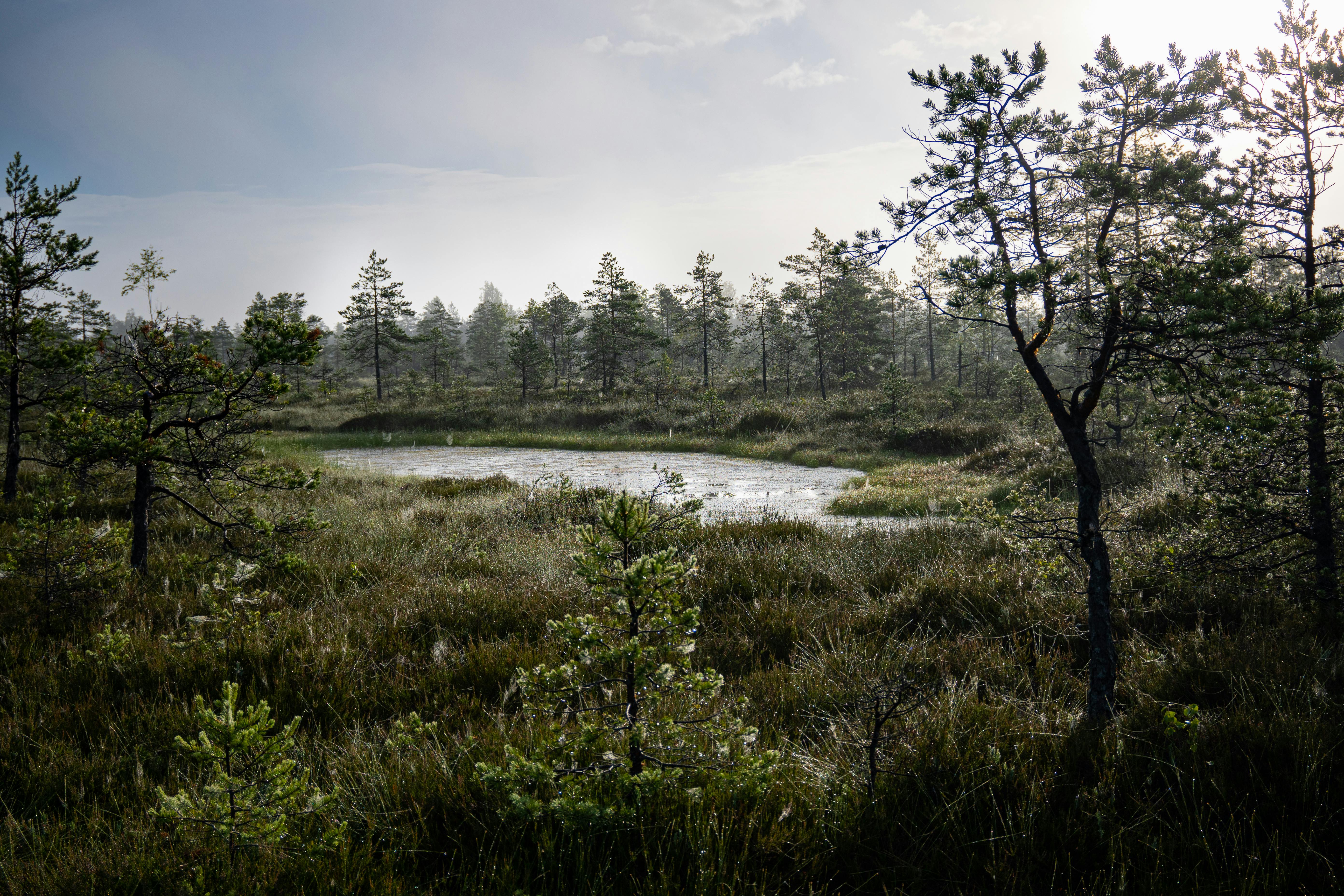 Scenic Estonian Bog at Sunrise · Free Stock Photo