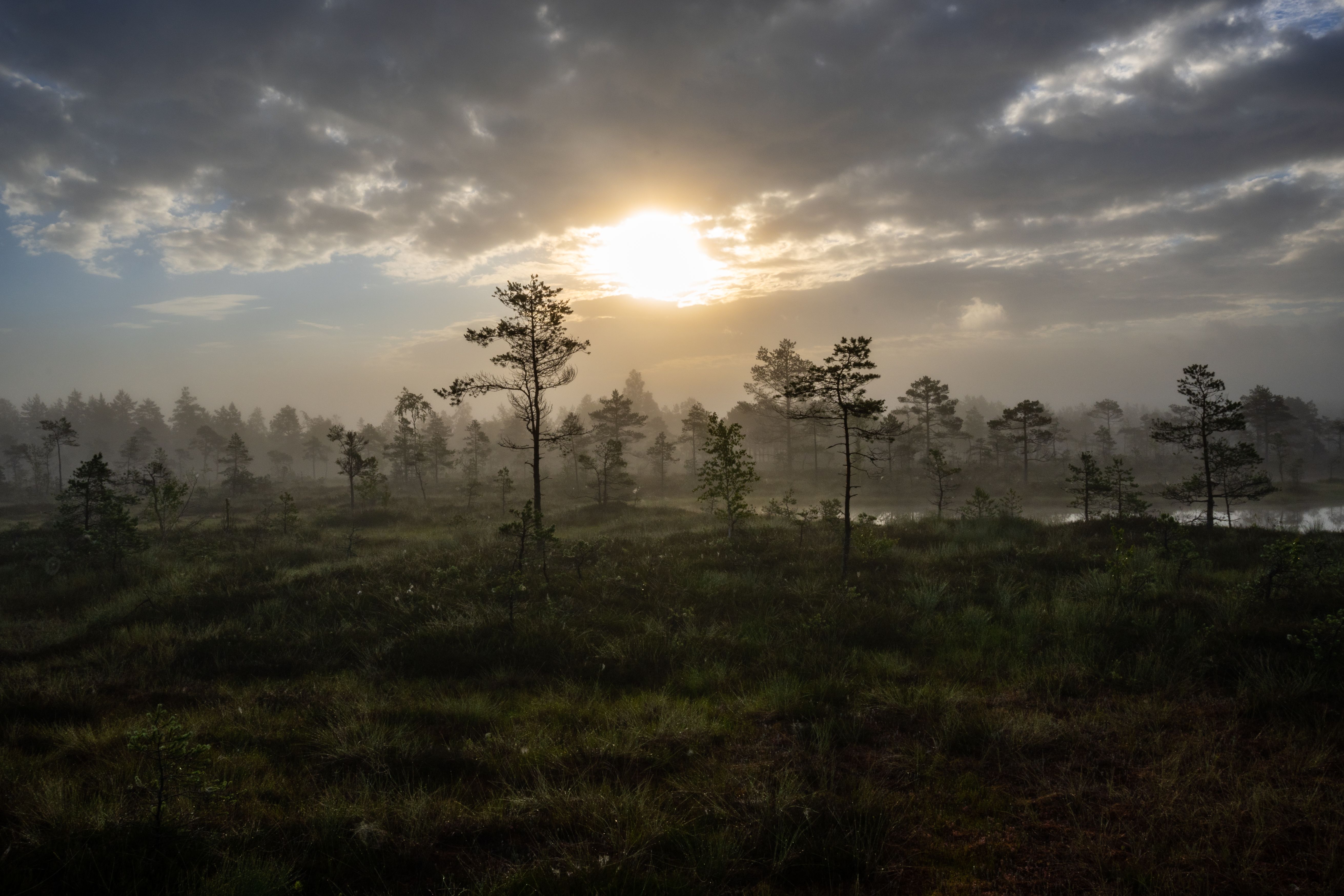 Scenic Sunrise Over Misty Estonian Bog Landscape · Free Stock Photo