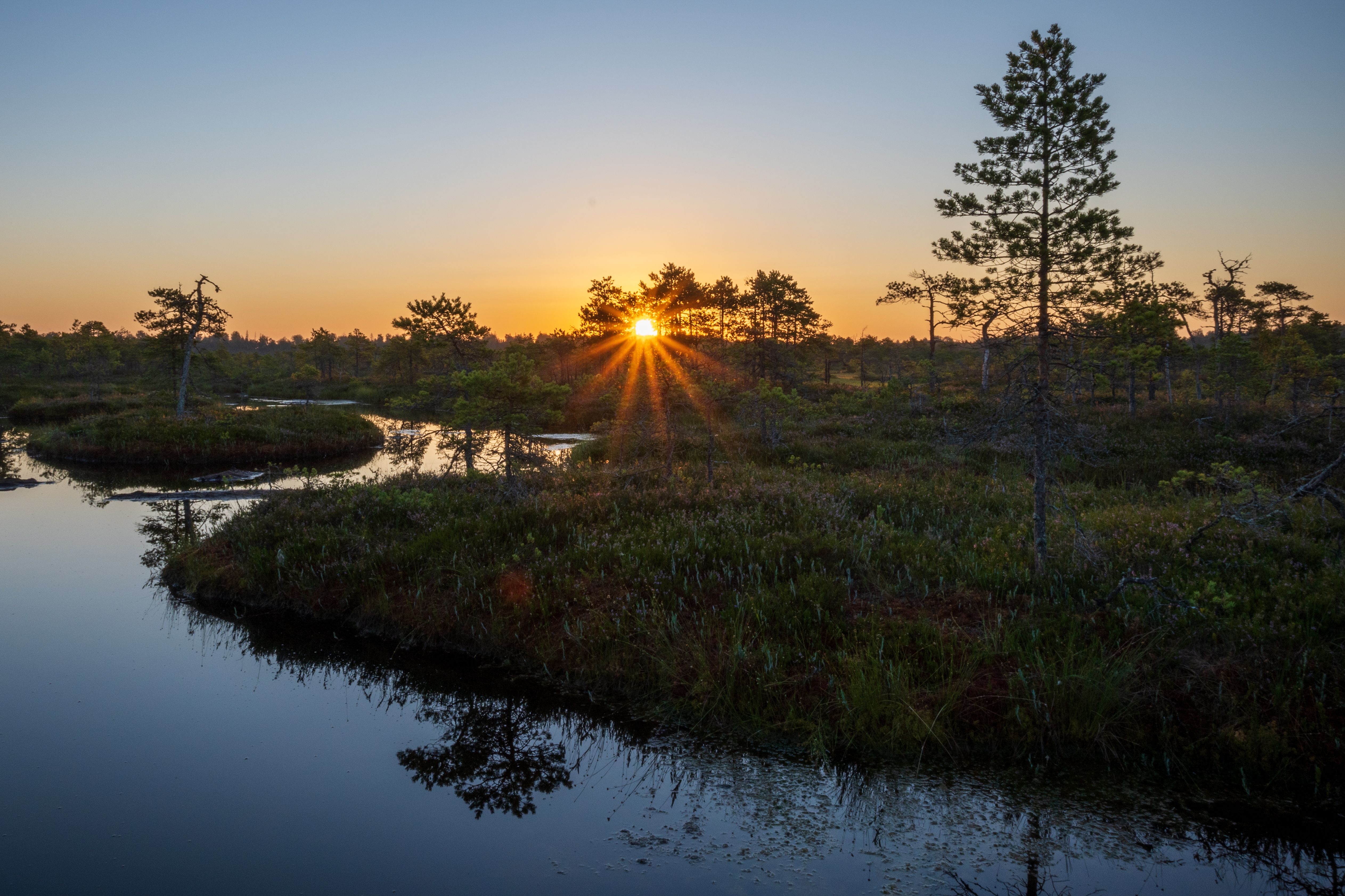 Scenic Sunrise over Estonian Bog Landscape · Free Stock Photo