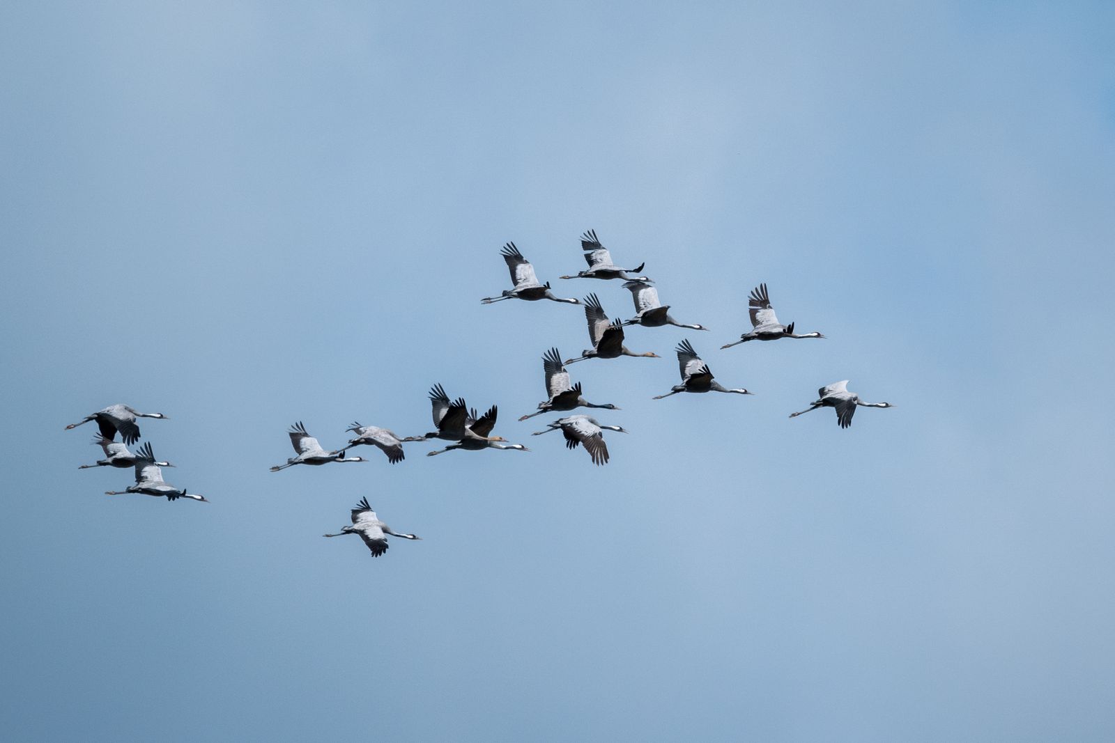 Migration Photos, Download The BEST Free Migration Stock Photos & HD Images