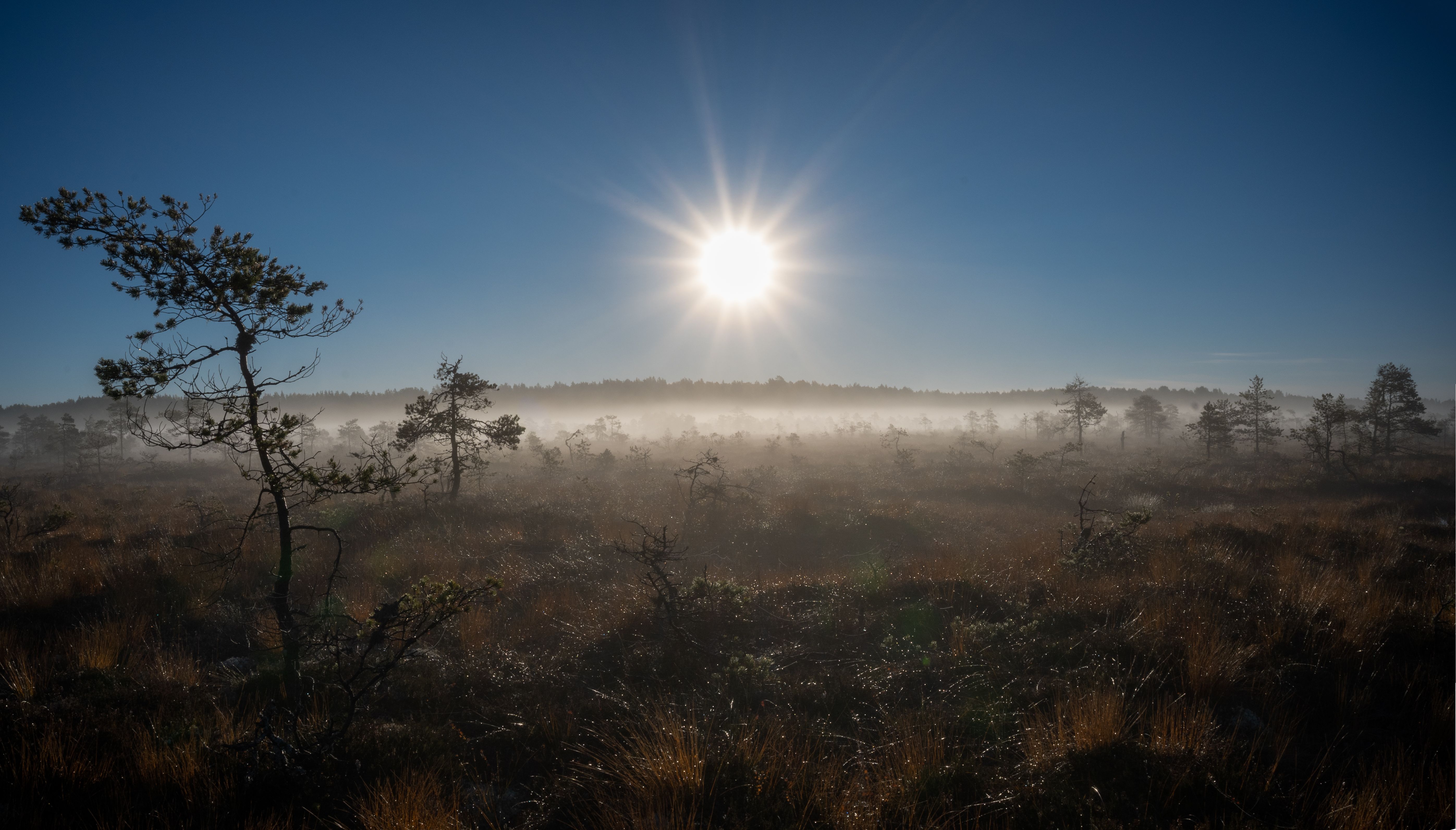 Misty Sunrise Over Estonian Bog Landscape · Free Stock Photo