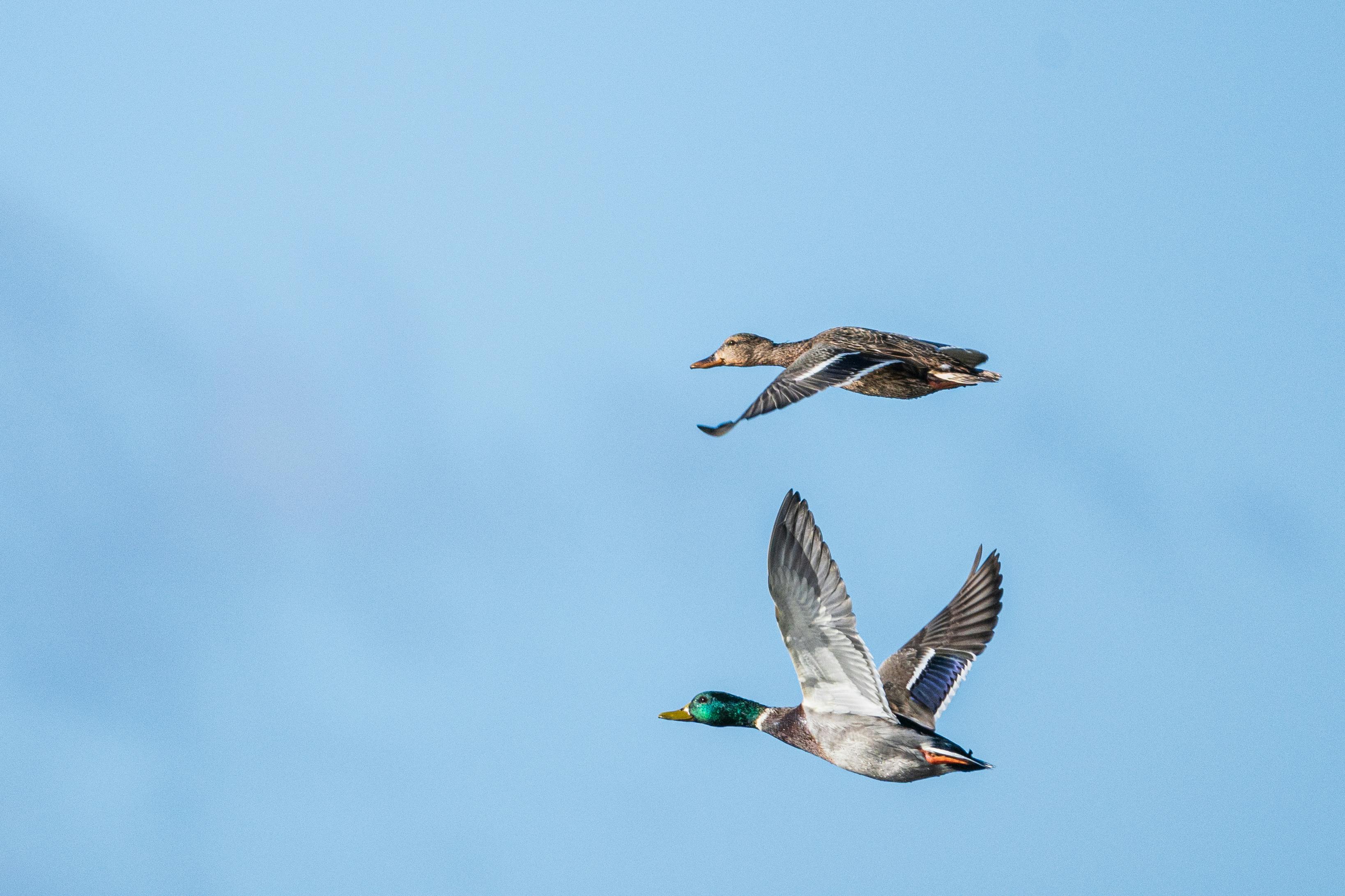 Cardinal Bird Flying Photos, Download The BEST Free Cardinal Bird ...