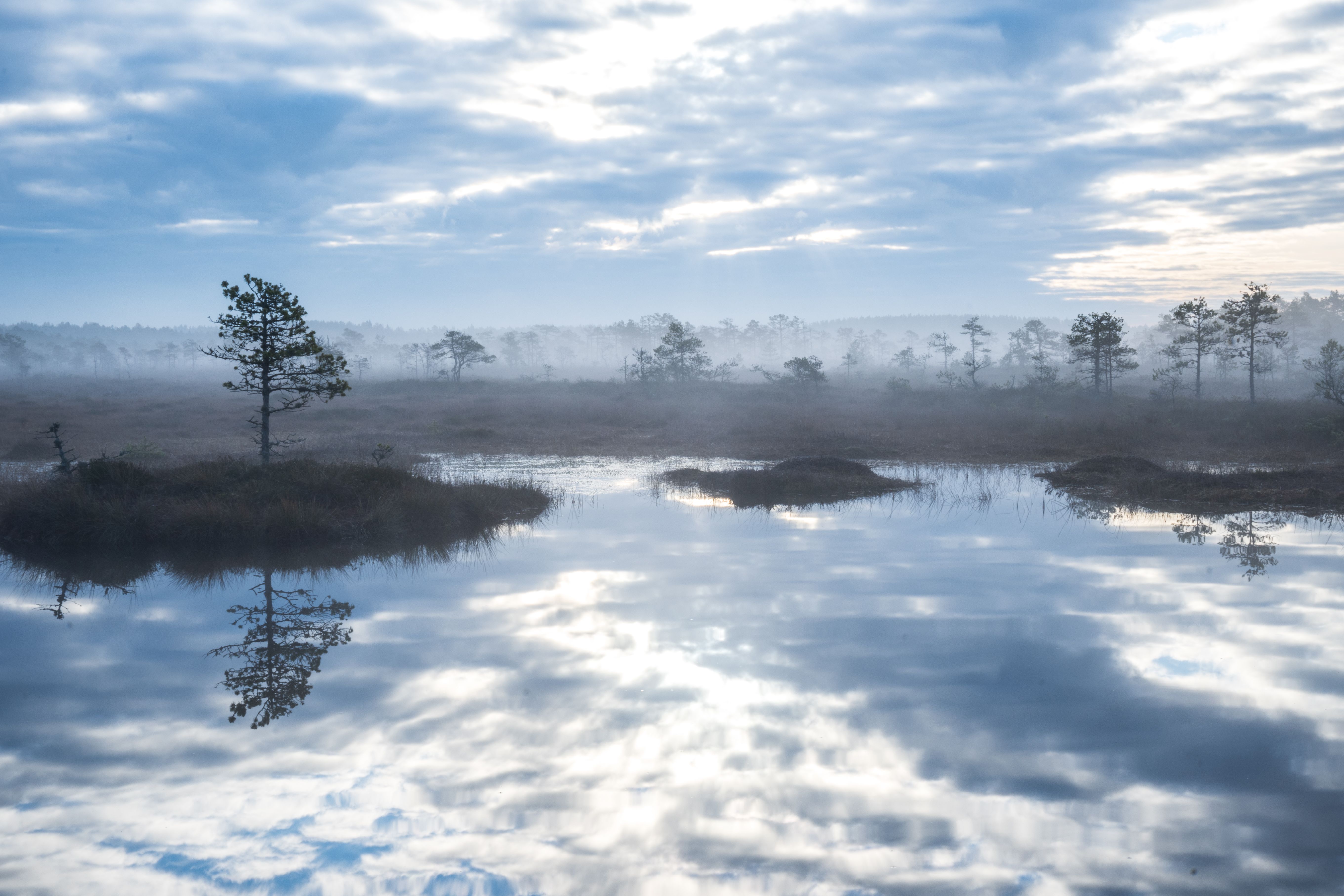 Tranquil Early Morning in an Estonian Bog · Free Stock Photo