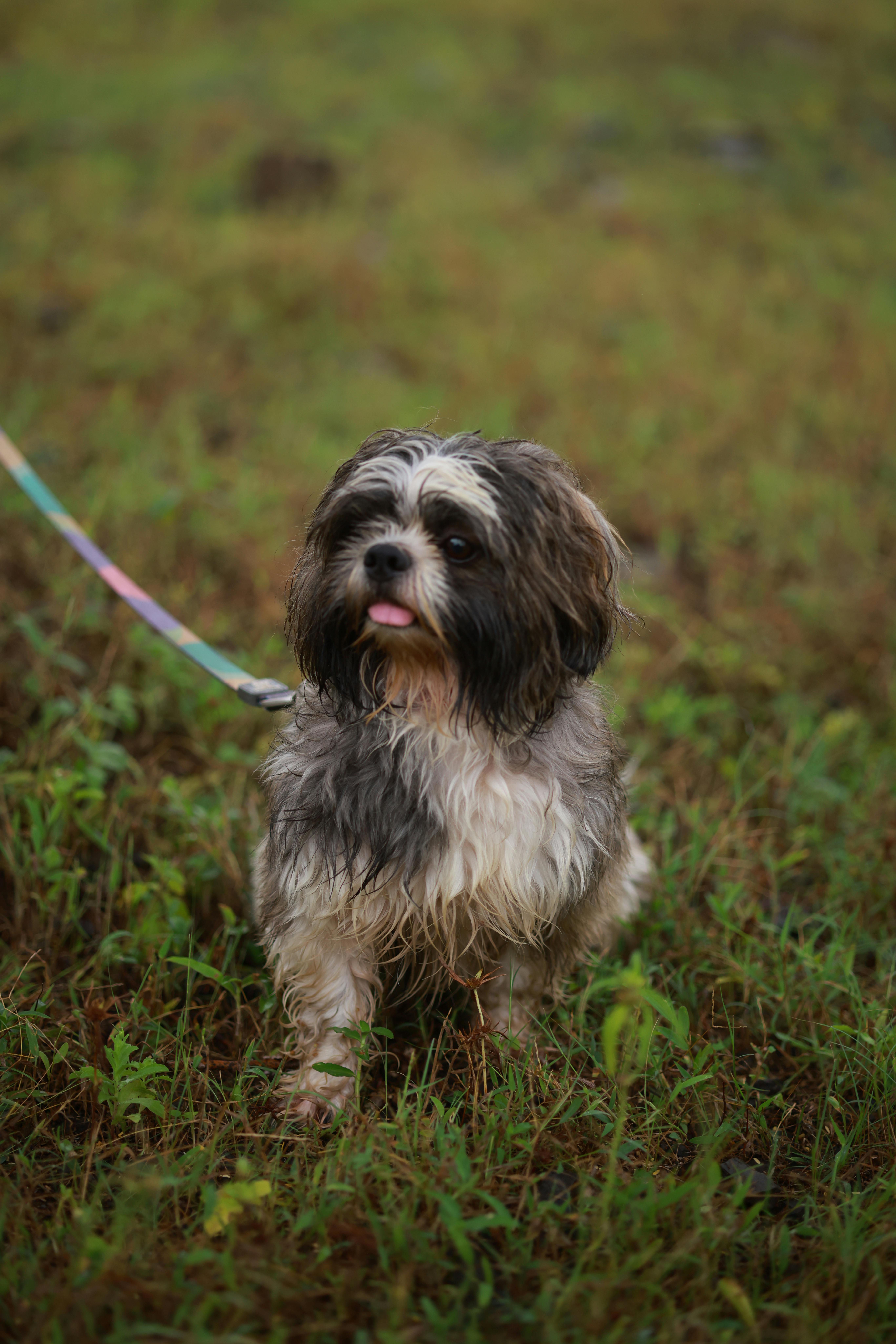 Dog Park Photos, Download The BEST Free Dog Park Stock Photos & HD Images