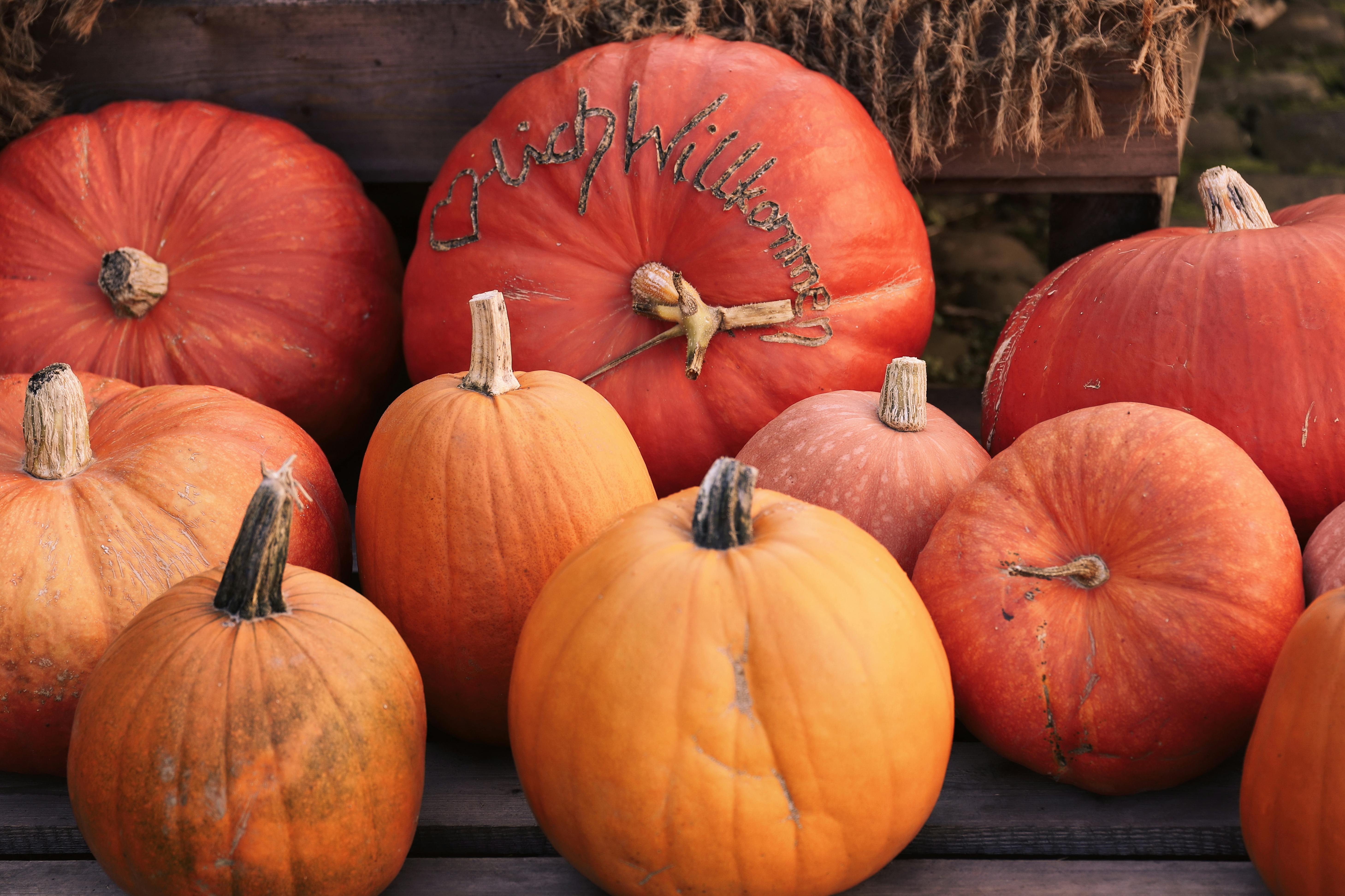 Fall Welcome Photos, Download The BEST Free Fall Welcome Stock Photos ...