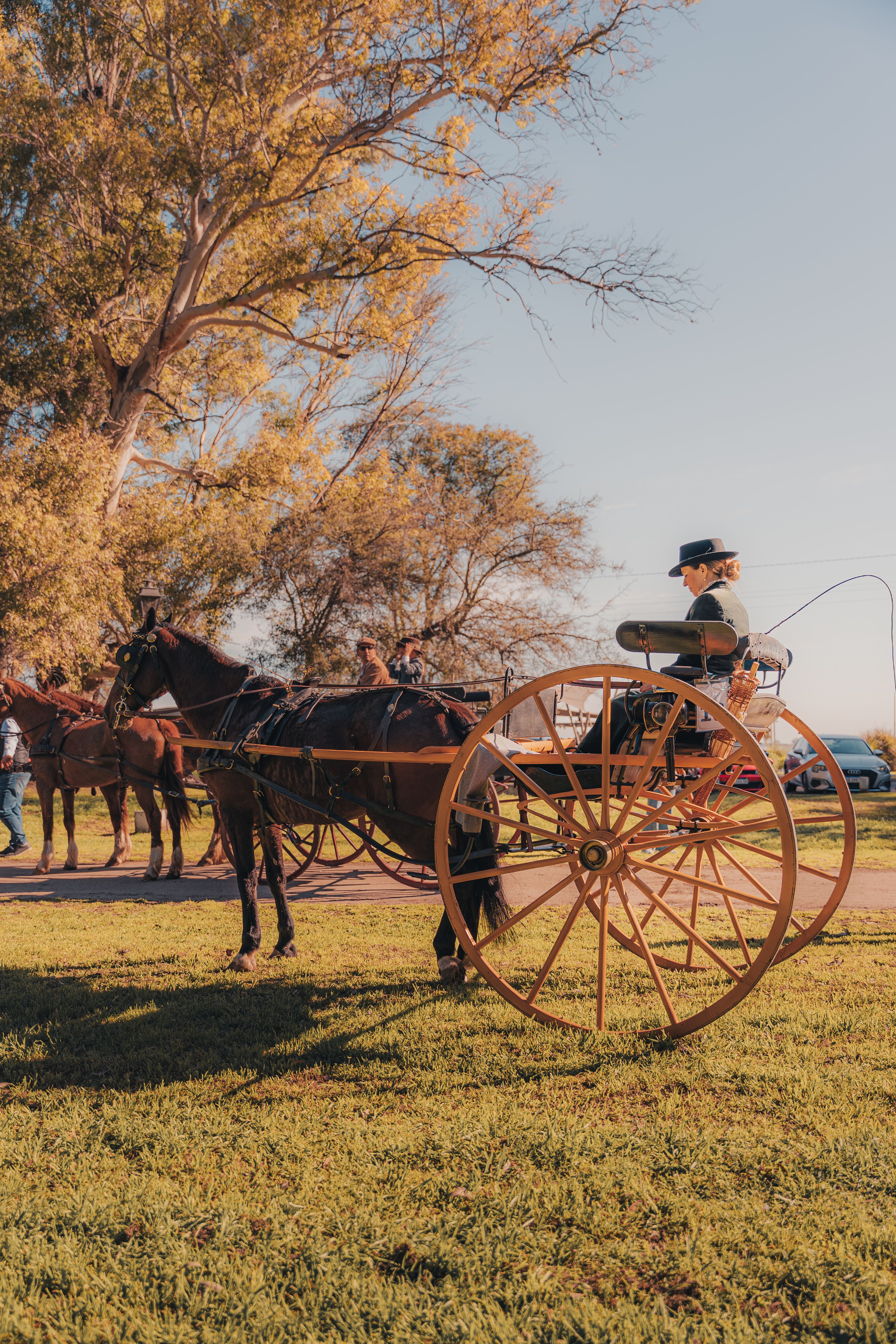 Traditional Horse-Drawn Carriage Ride in Autumn · Free Stock Photo