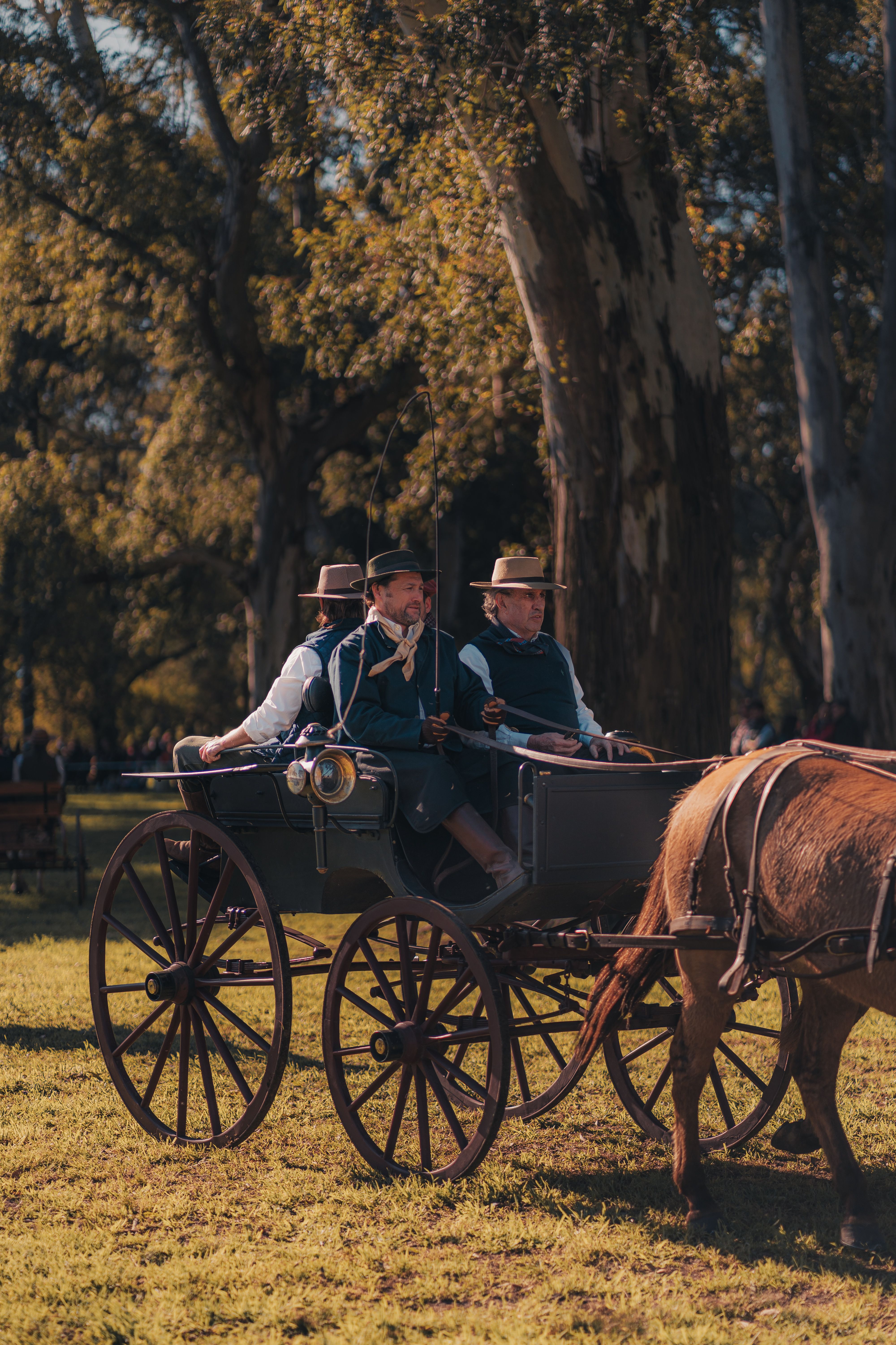 Scenic Horse-Drawn Carriage Ride in Nature · Free Stock Photo